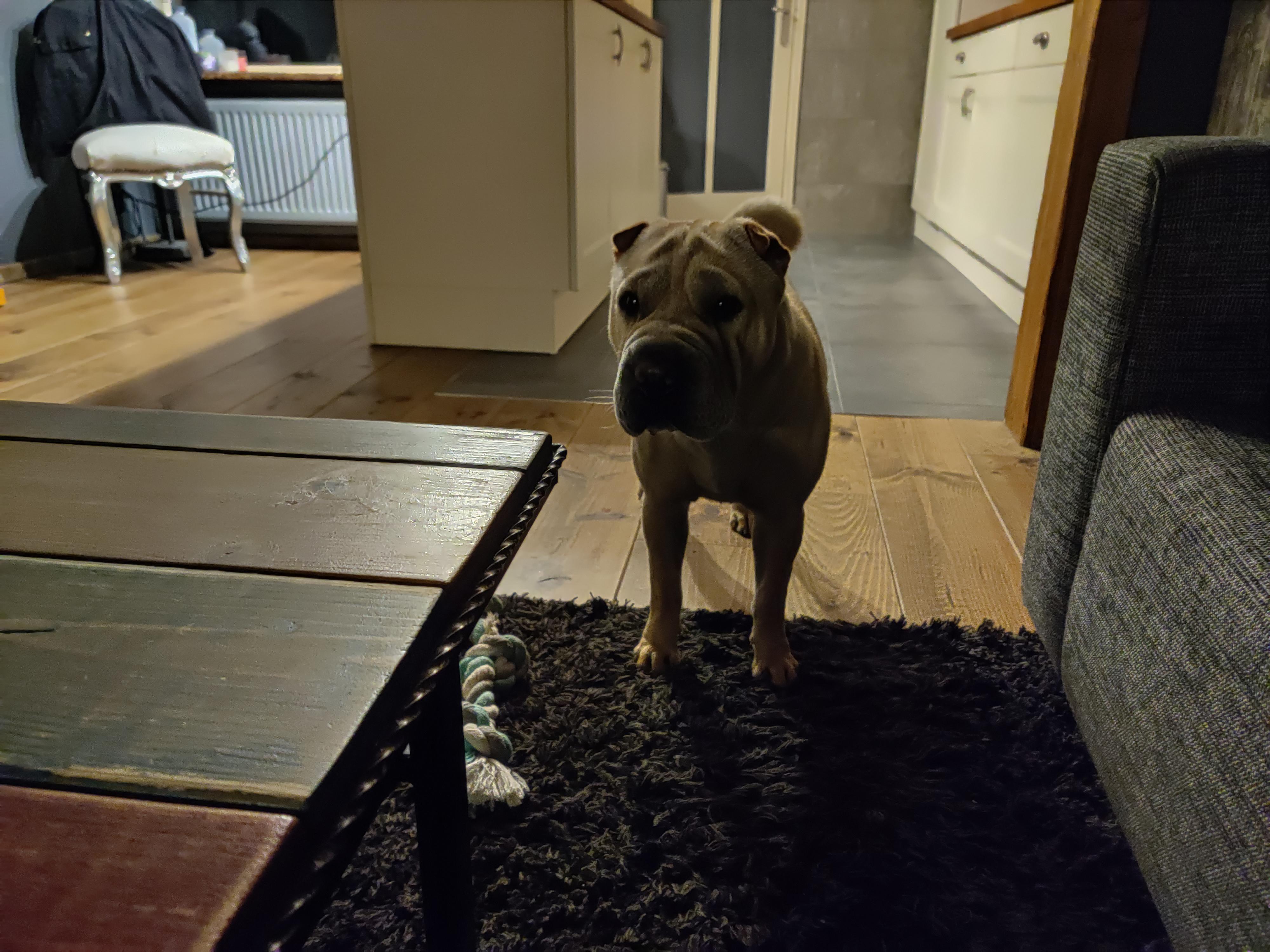 Meet Sok! 1.5 year old goofball | Scrolller