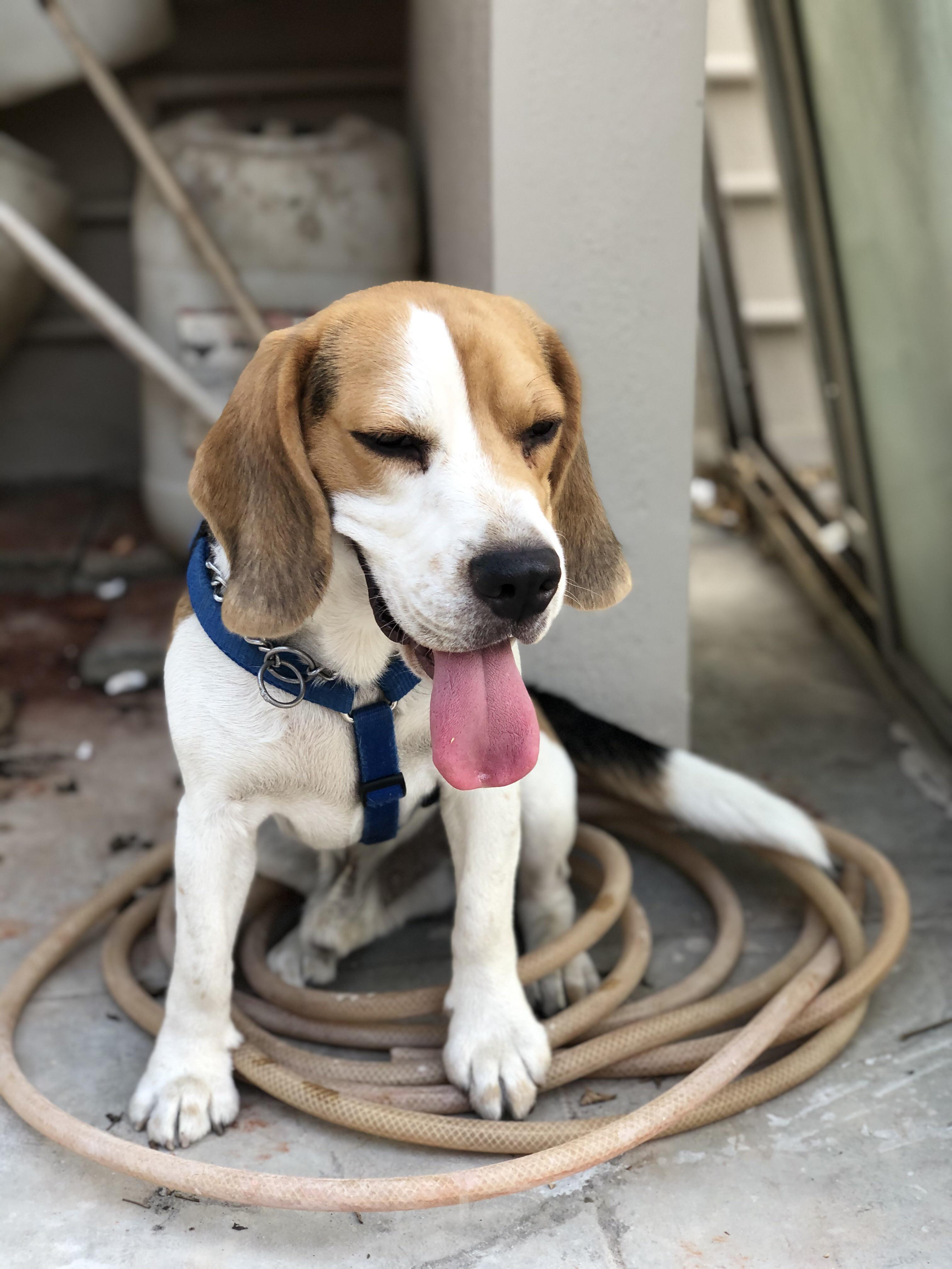 Meet Sparky | Scrolller