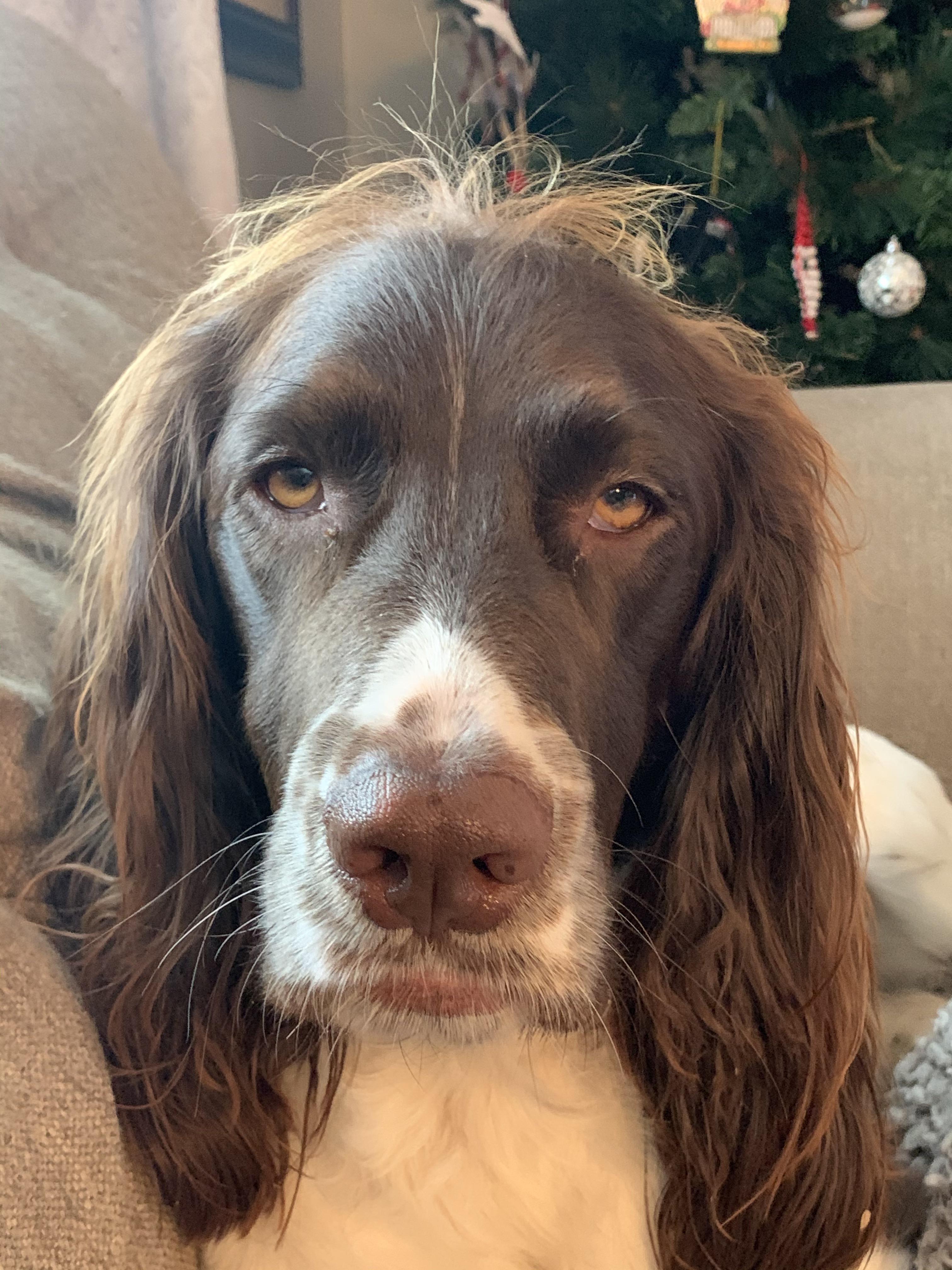 Meet Stanley. | Scrolller