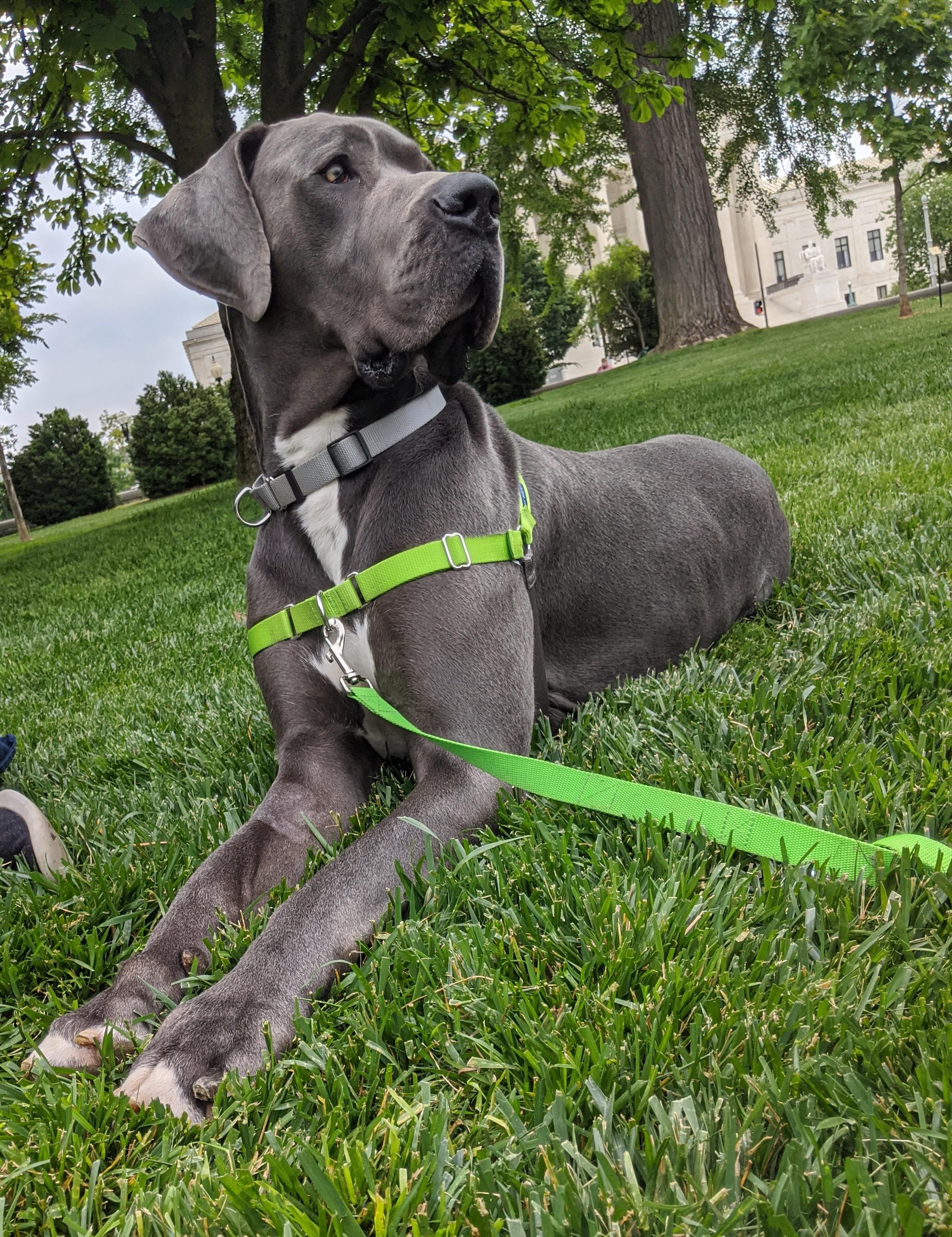 Meet Sterling Archer! I'm up for adoption and ready to find my forever home! Info in comments ...