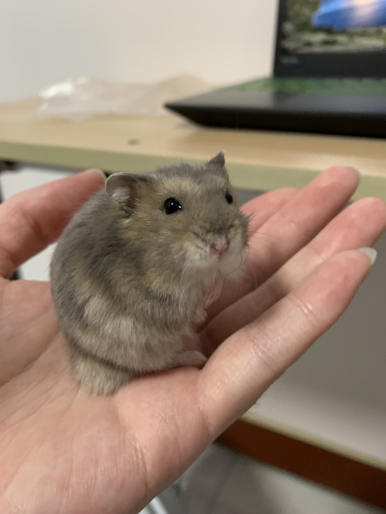 meet sushi🍣 | Scrolller