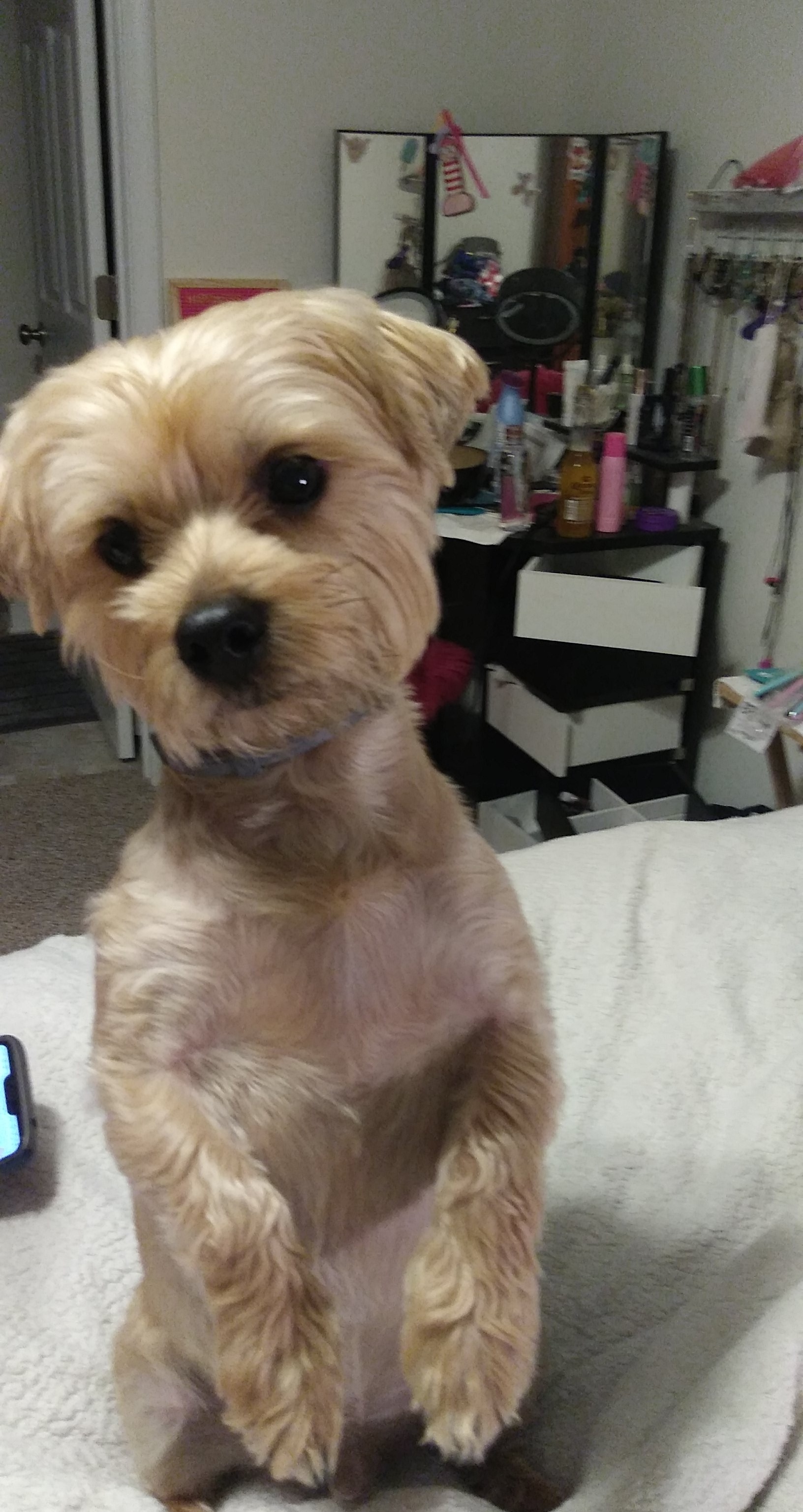 Meet Teddy! 4 years old and loves to sit like this when he wants something 😂 | Scrolller