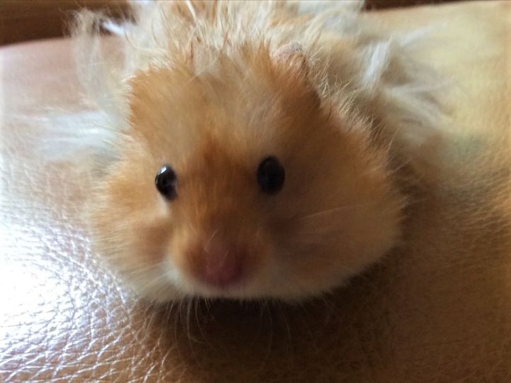 Meet Teddy | Scrolller