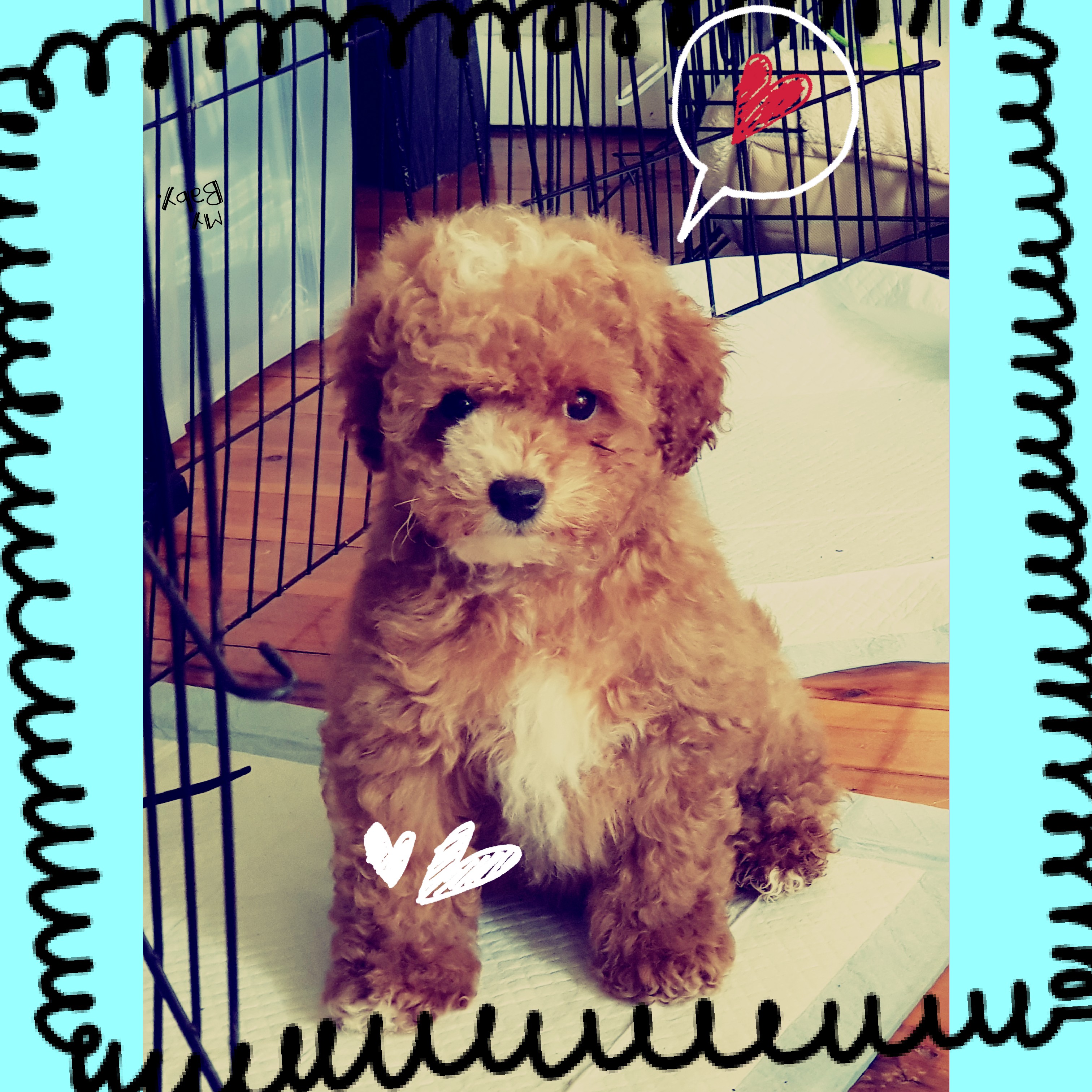 Meet Teddy. Isn't he so sweet? | Scrolller