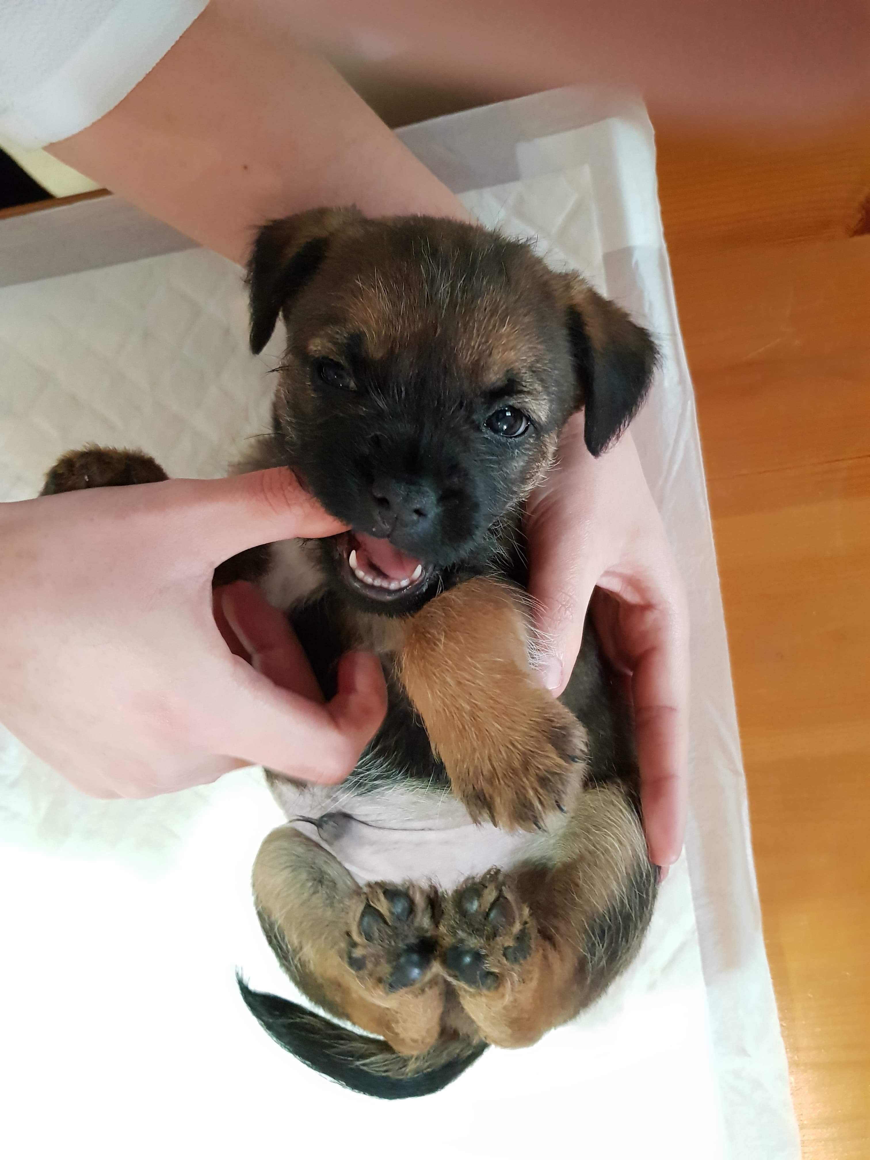 Meet Toby! | Scrolller