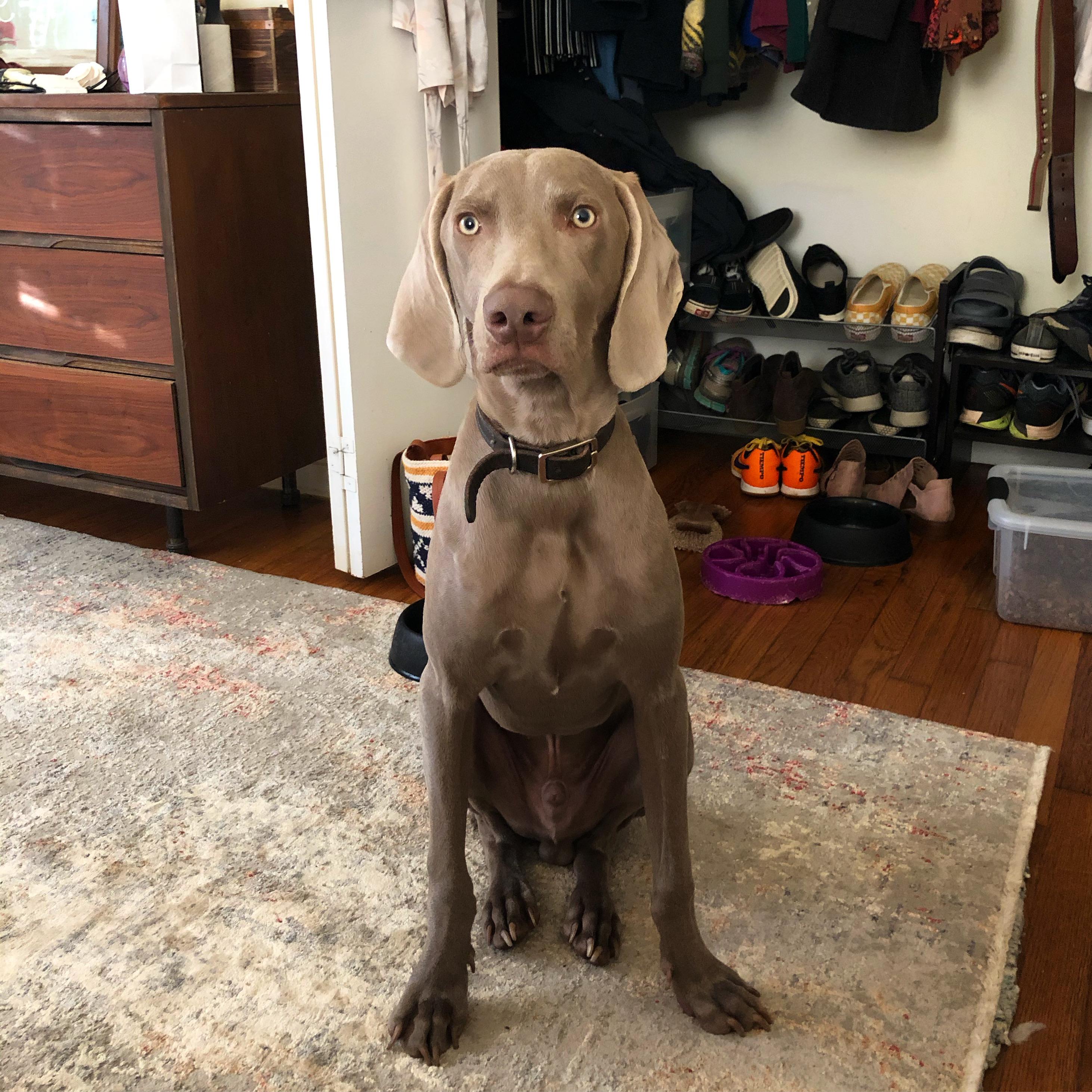 Meet Toby, 8 months old and I have no idea how big he will get. | Scrolller