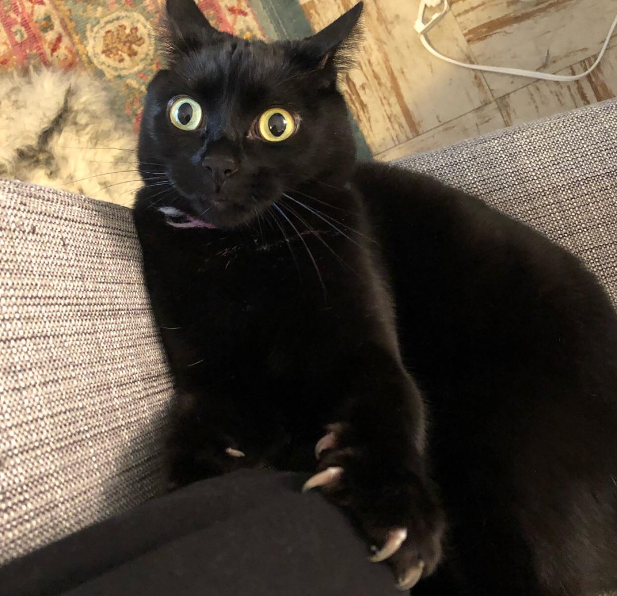 Meet Voodoo, she likes to show off her mittens | Scrolller