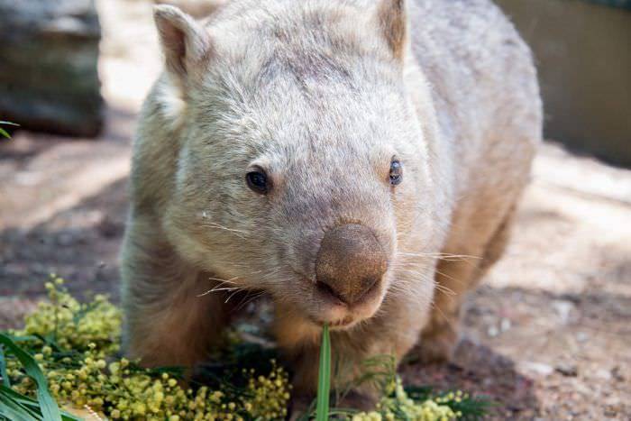 Discover more like Wombats: Meet Winnie, the world's oldest wombat! and Related Content | Scrolller