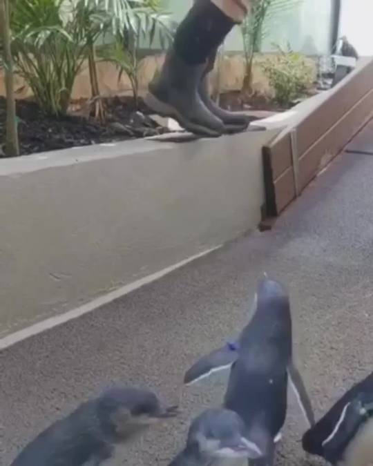 Meeting a human | Scrolller