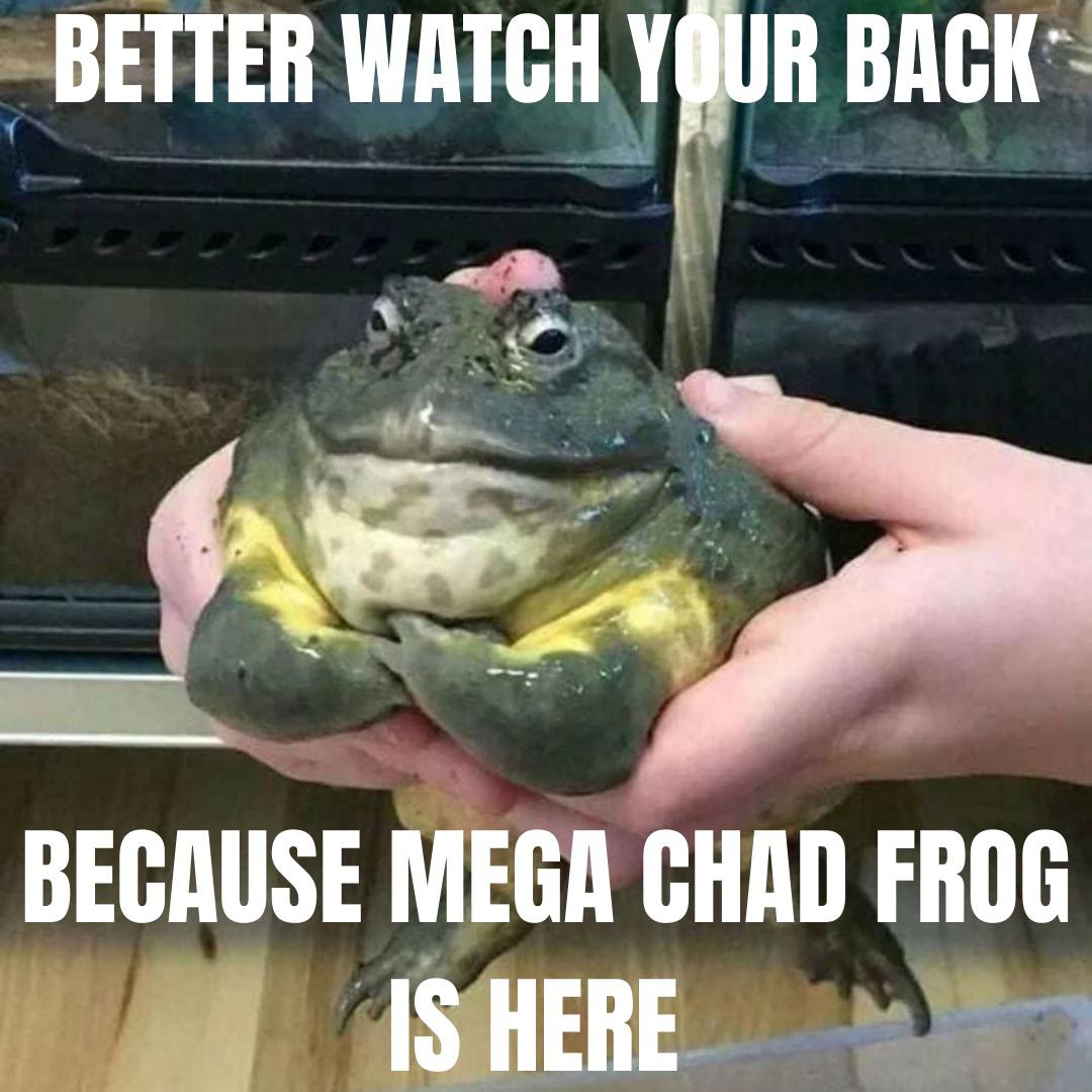 Mega chad frog is king | Scrolller
