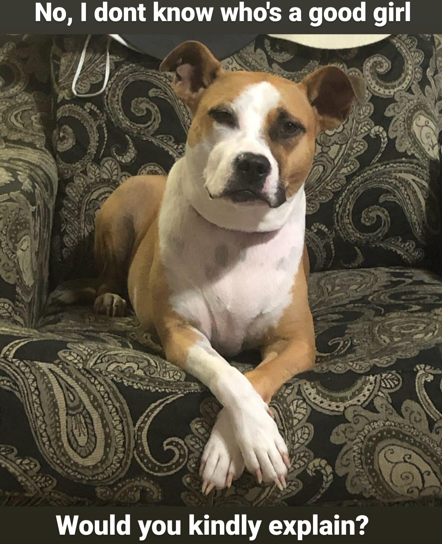 Meme of my dog | Scrolller