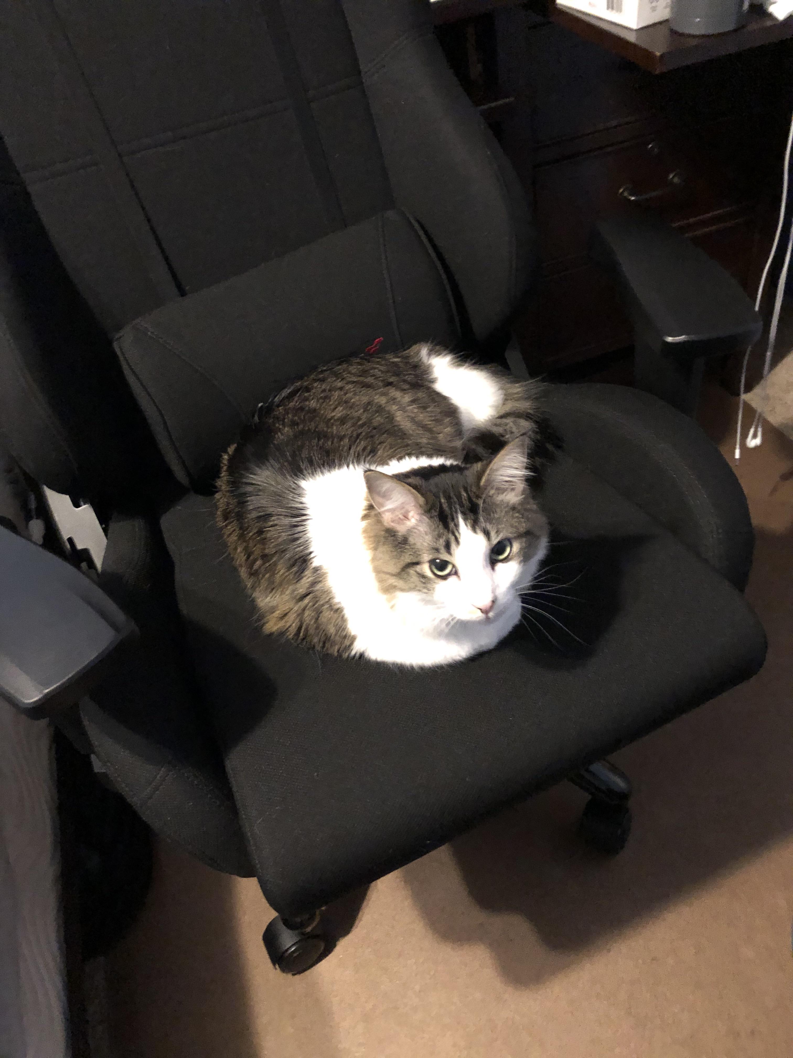 Meow irl | Scrolller