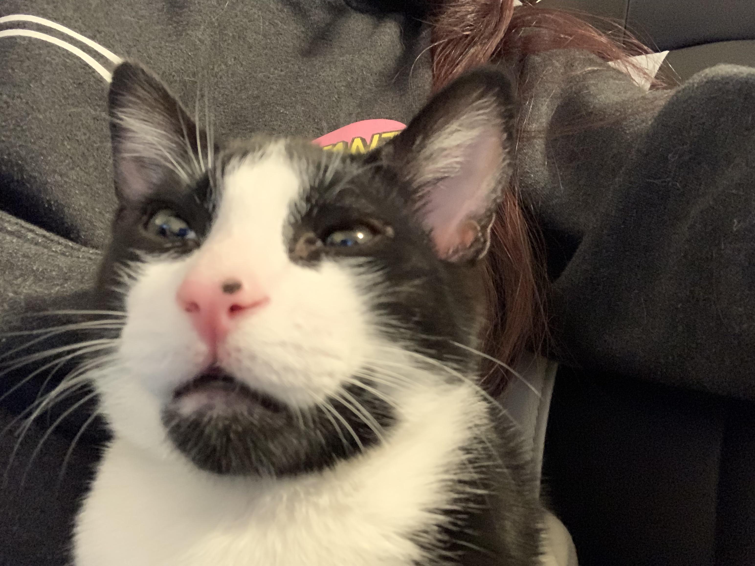 Meow_irl | Scrolller