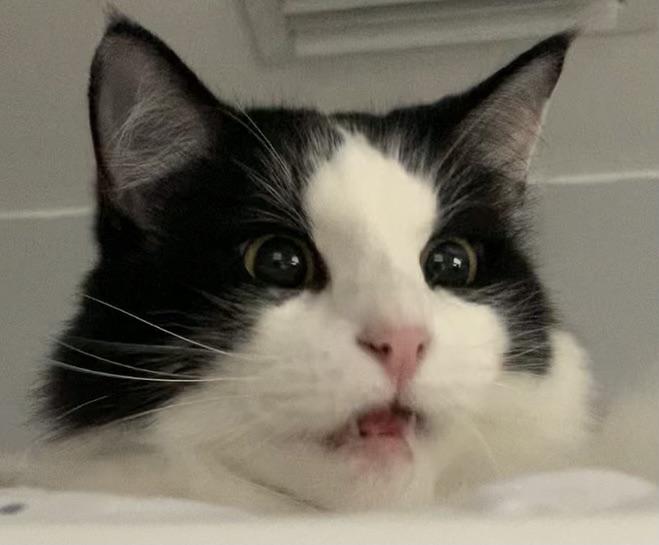 meow_irl | Scrolller