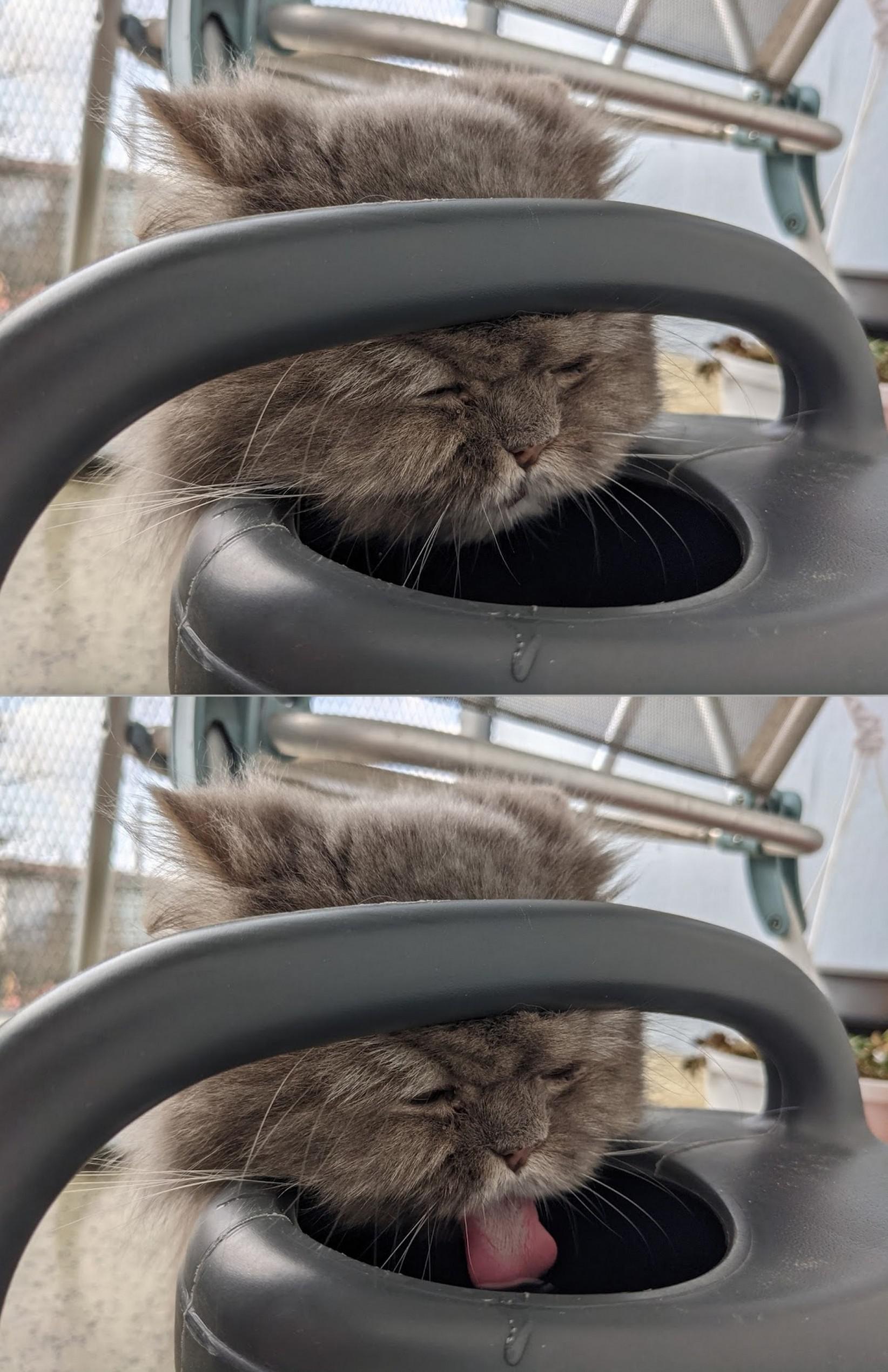 MEOW_IRL | Scrolller