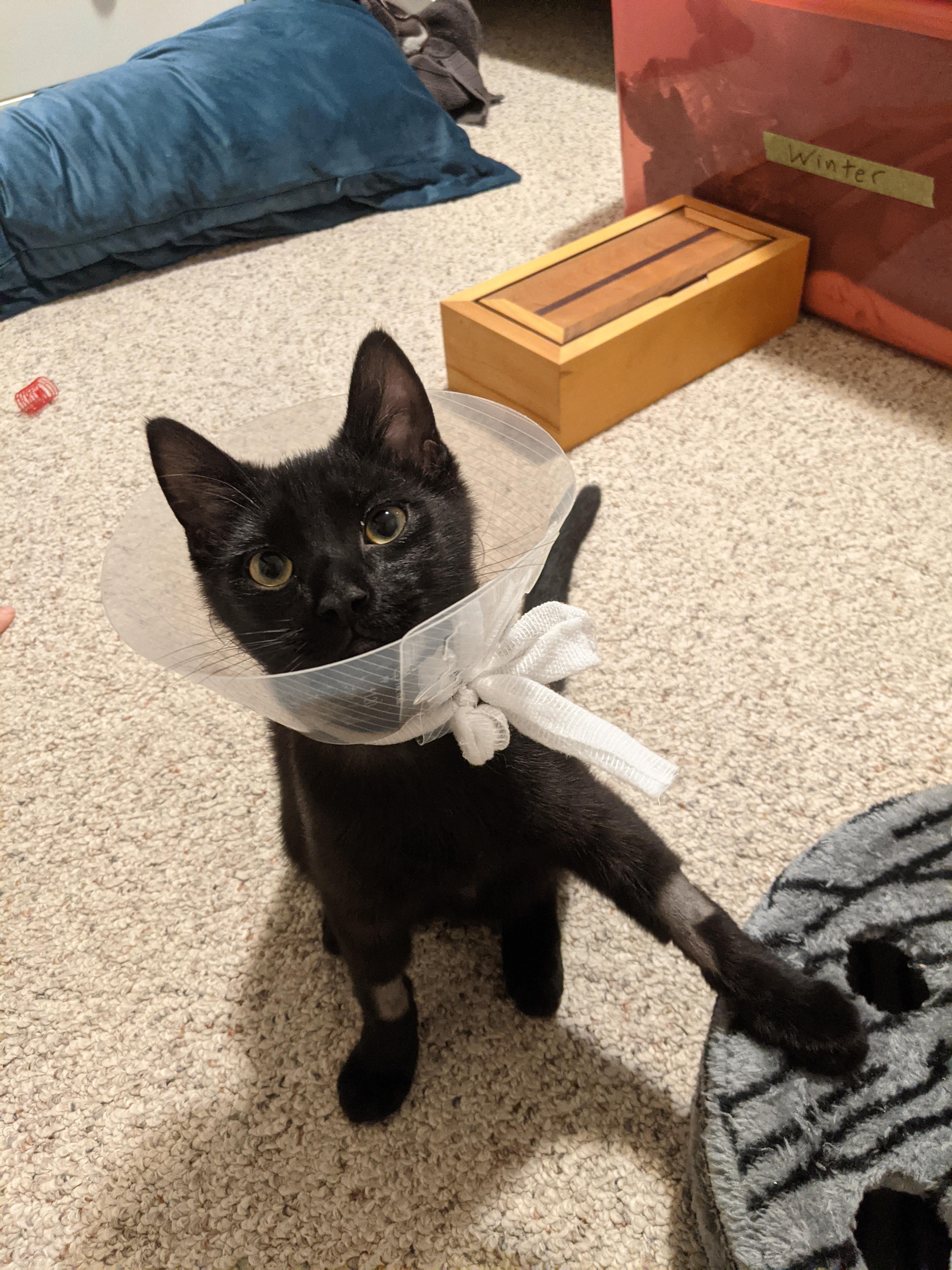 Meow_irl | Scrolller