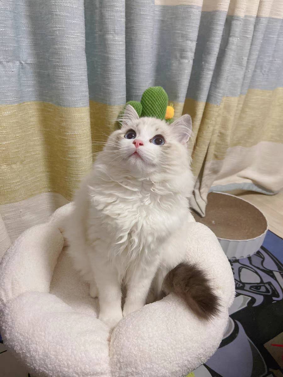 Meow~ Photoed by my colleague | Scrolller