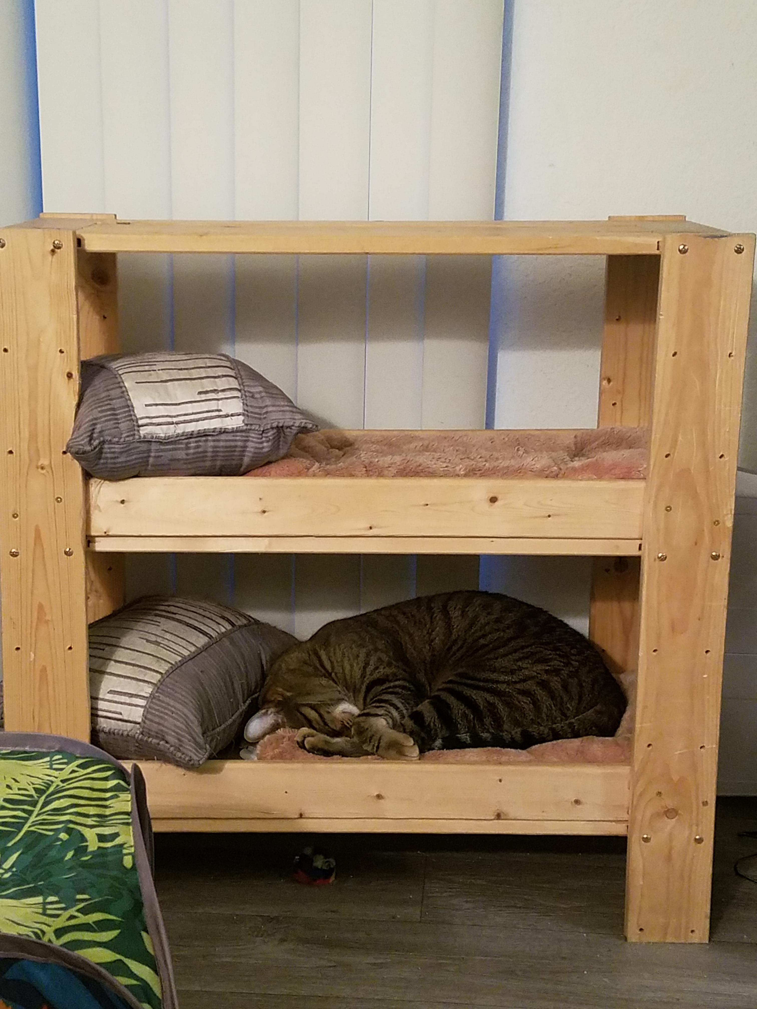Meowth napping in the kitty bunk bed | Scrolller