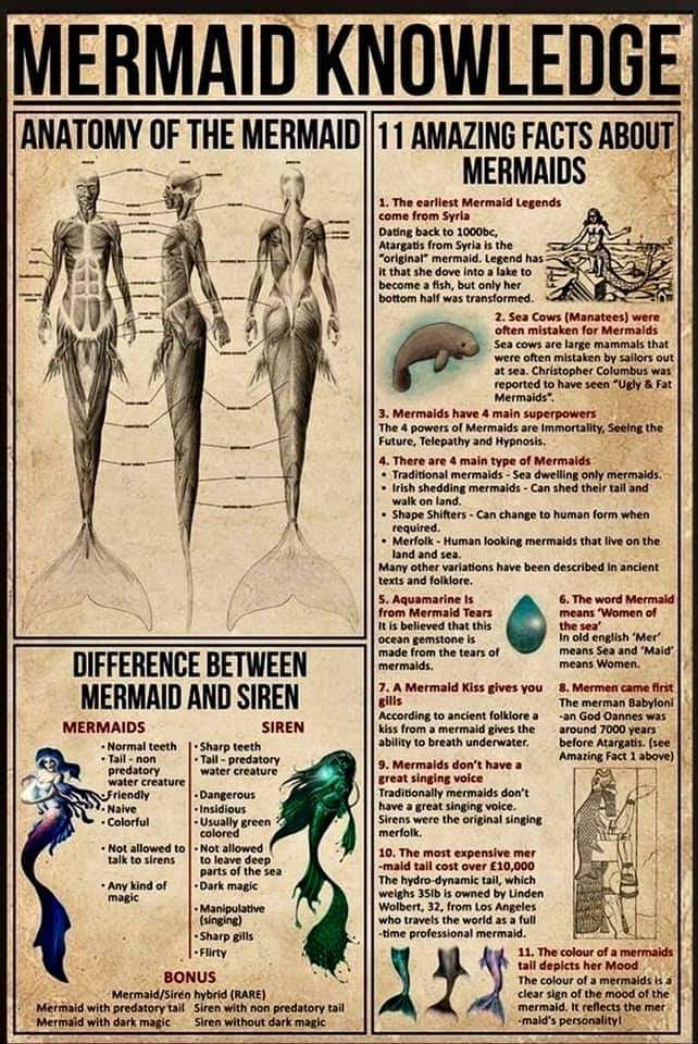 Mermaid Knowledge | Scrolller