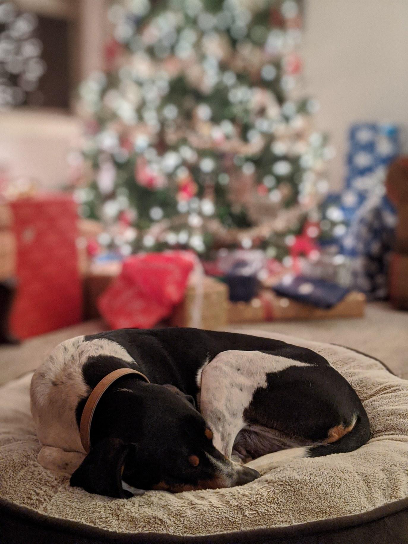 Merry Christmas from Fig the Blue Tick! | Scrolller