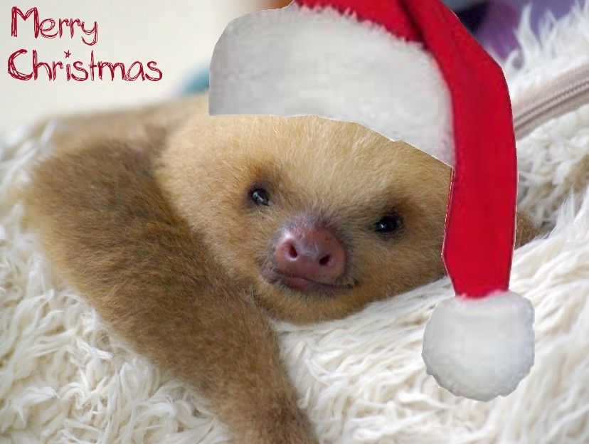merry christmas from /r/slothporn | Scrolller
