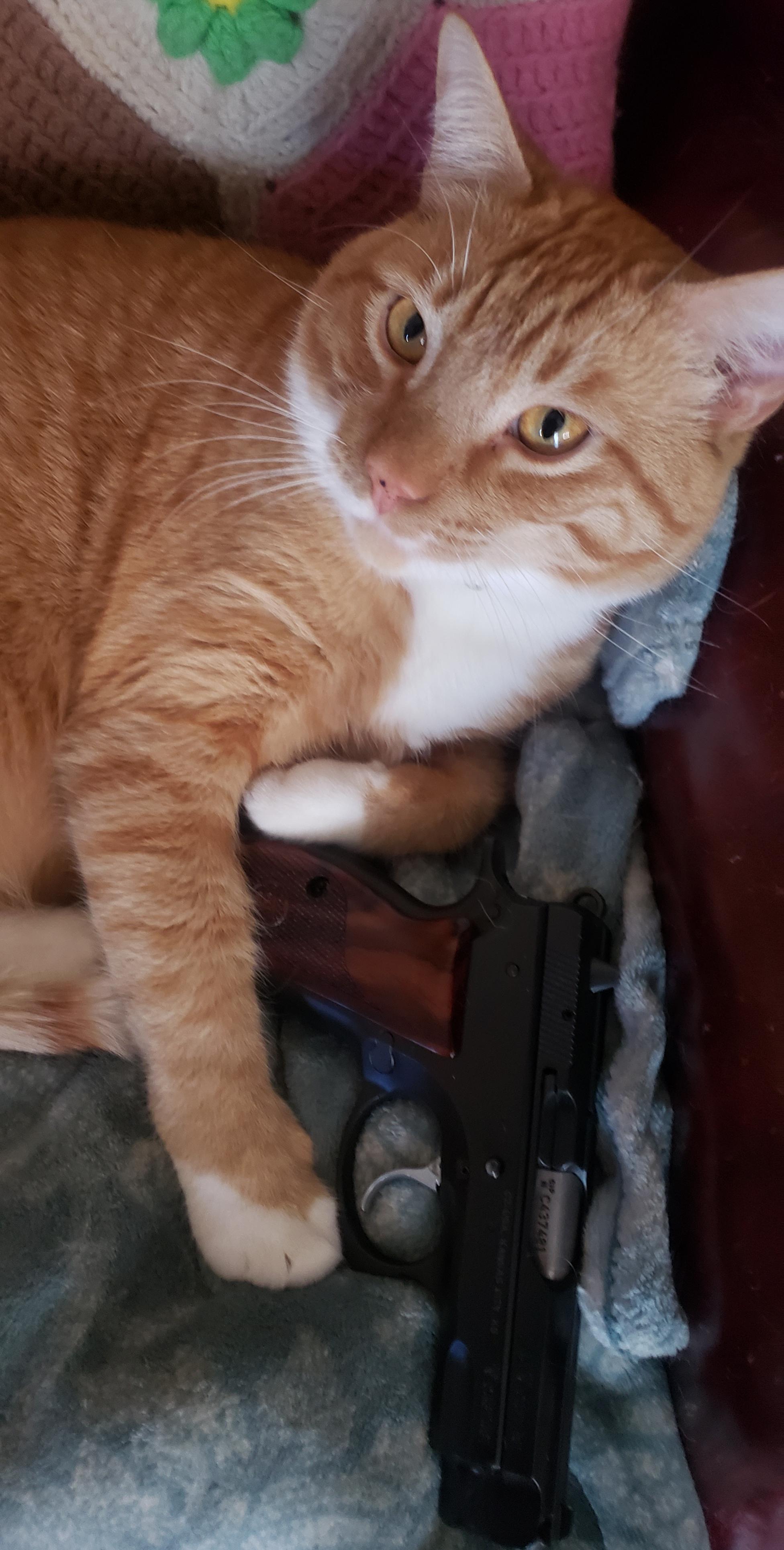 Mess with the kat kat get the gat gat. | Scrolller