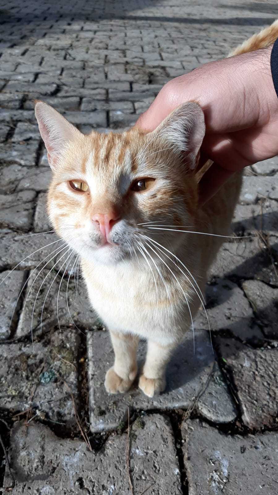 Met this handsome boy today. | Scrolller