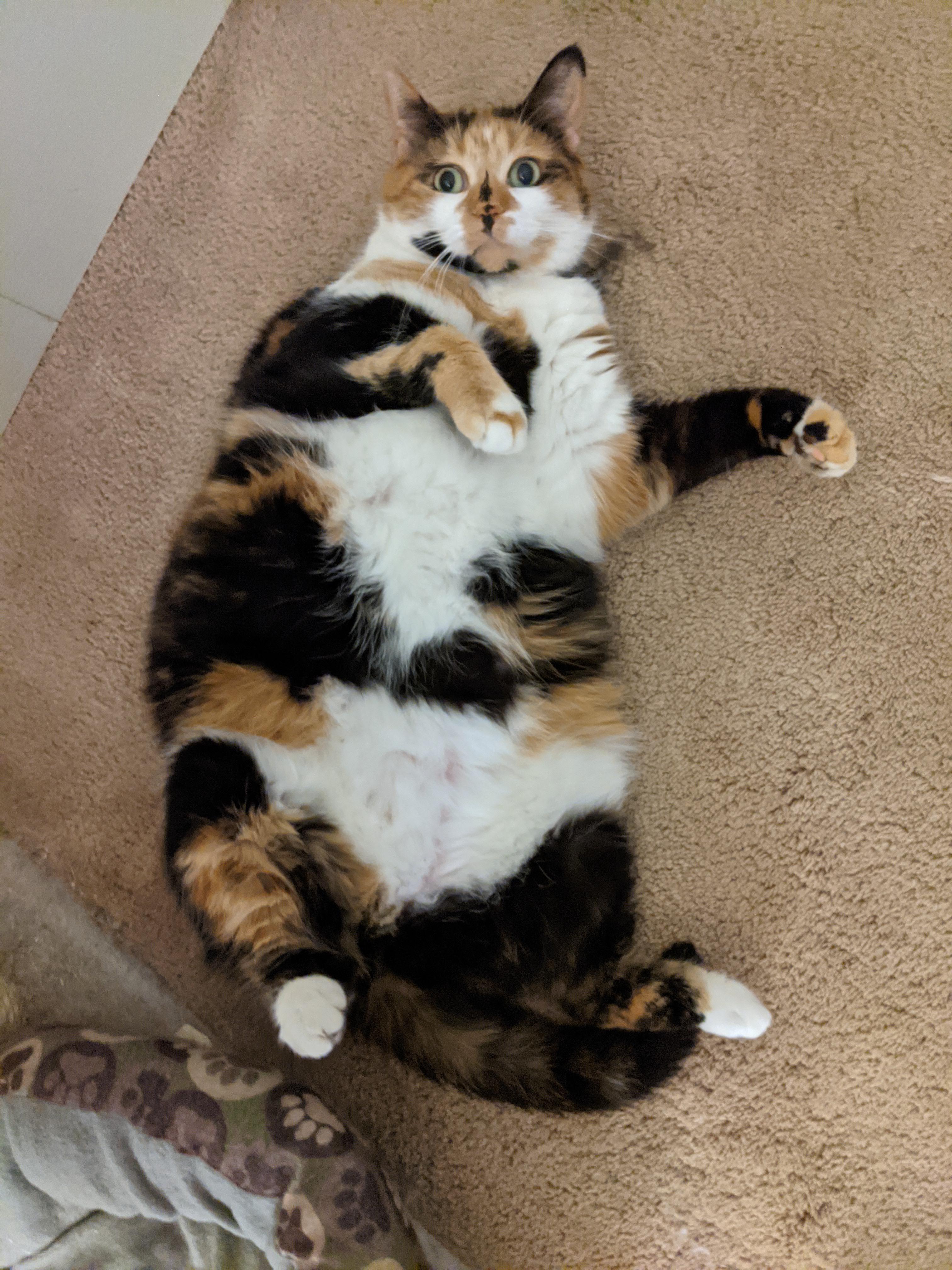 Mia's calico belly, not a trap. | Scrolller