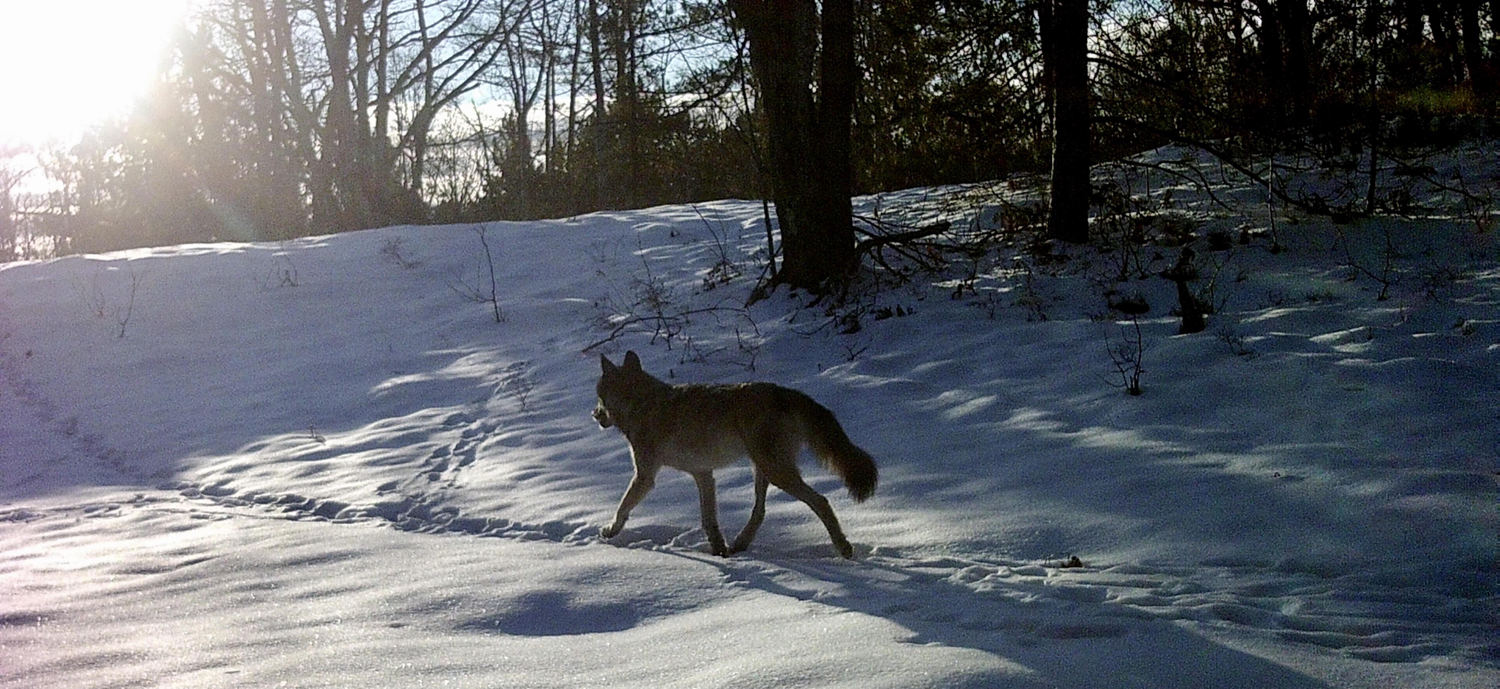 Michigan Wolf | Scrolller