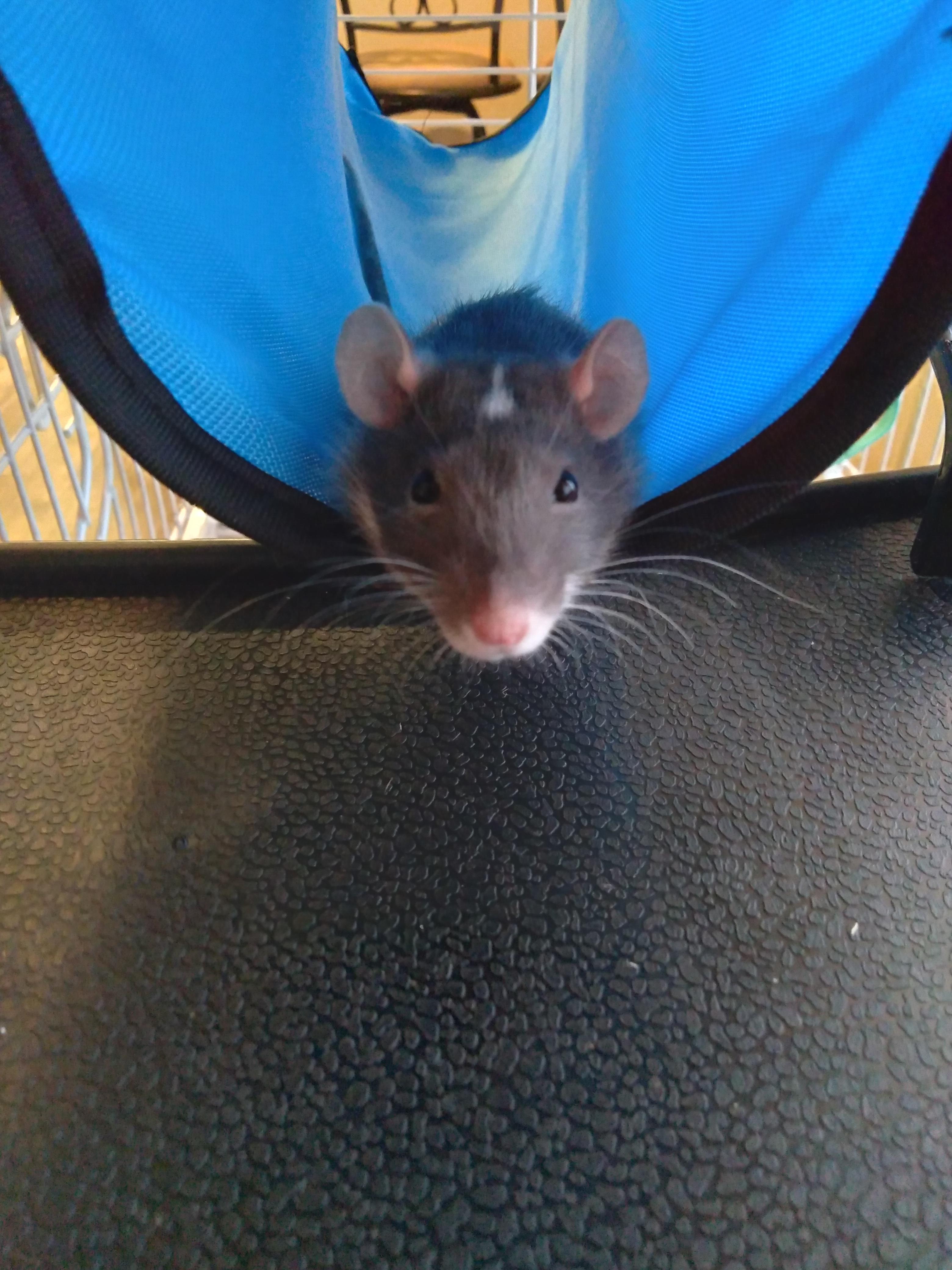 Mickey Rat got moved into his big brothers cage today! No more cleaning 2 cages! | Scrolller