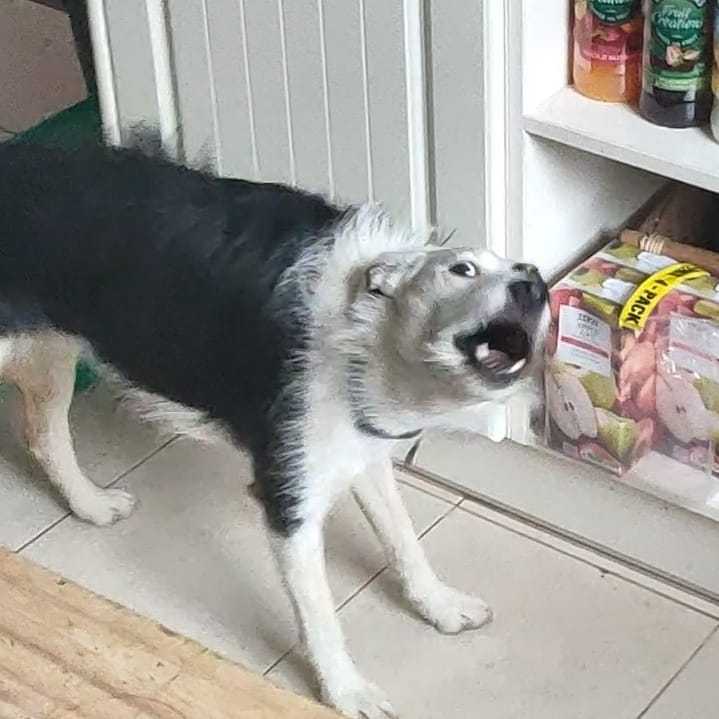 Mid bark | Scrolller