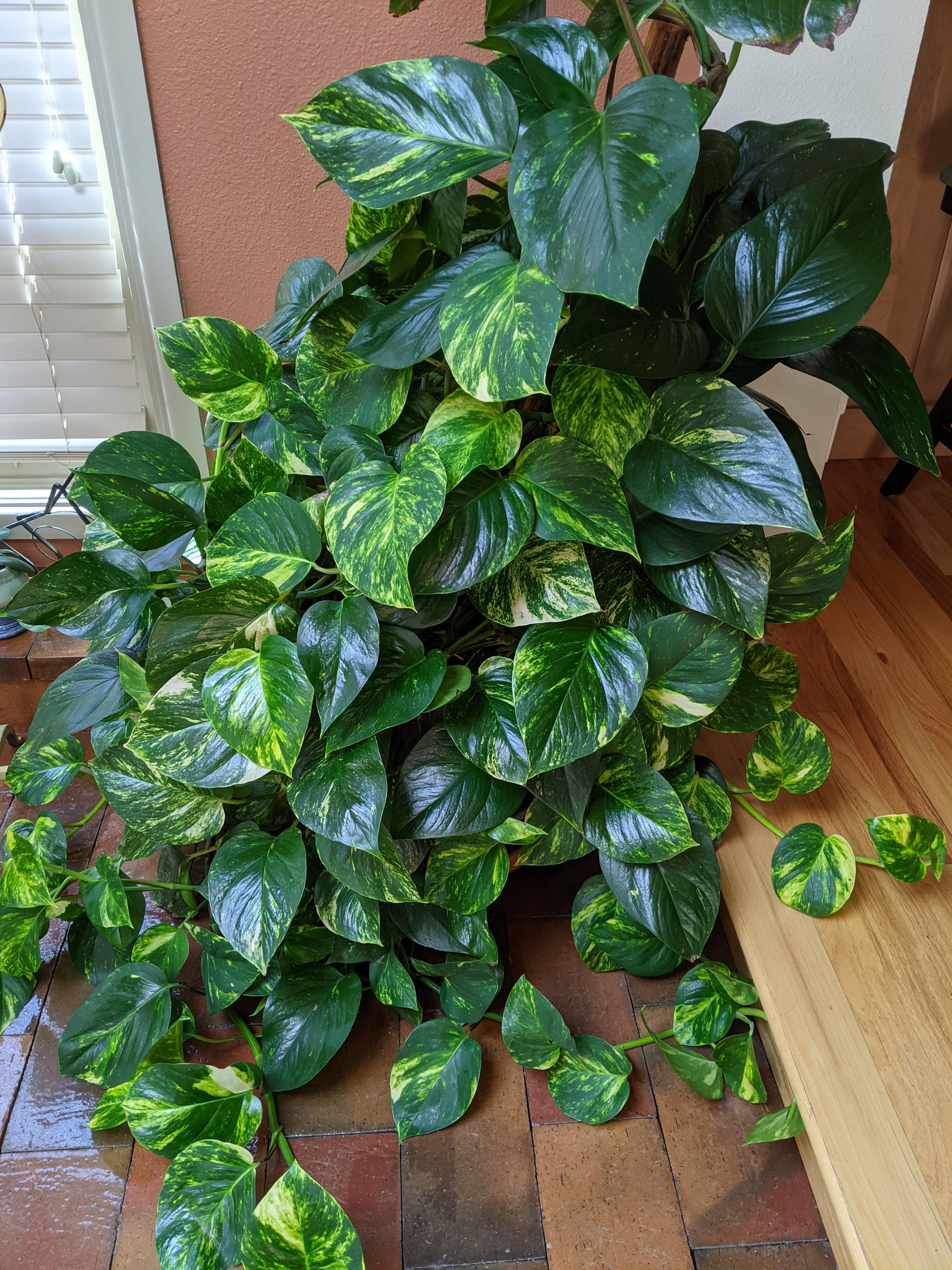 Mighty mother pothos | Scrolller