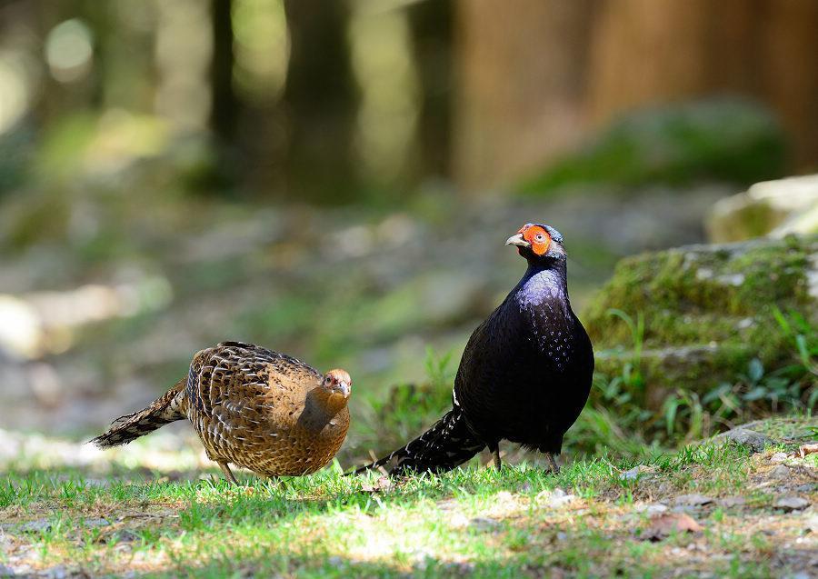 Mikado pheasant couple taking a stroll | Scrolller