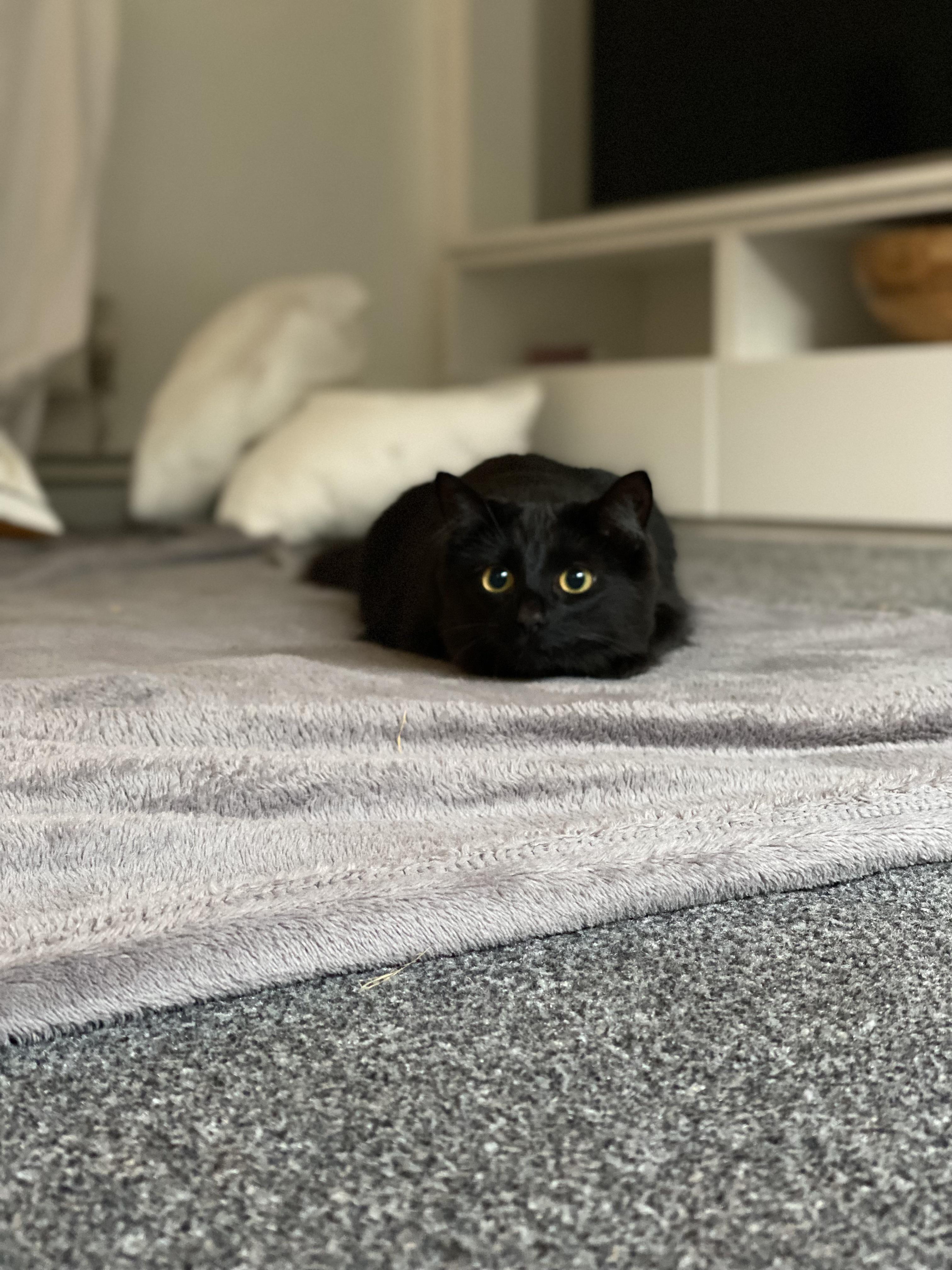 Mila appreciation post 🐾 | Scrolller