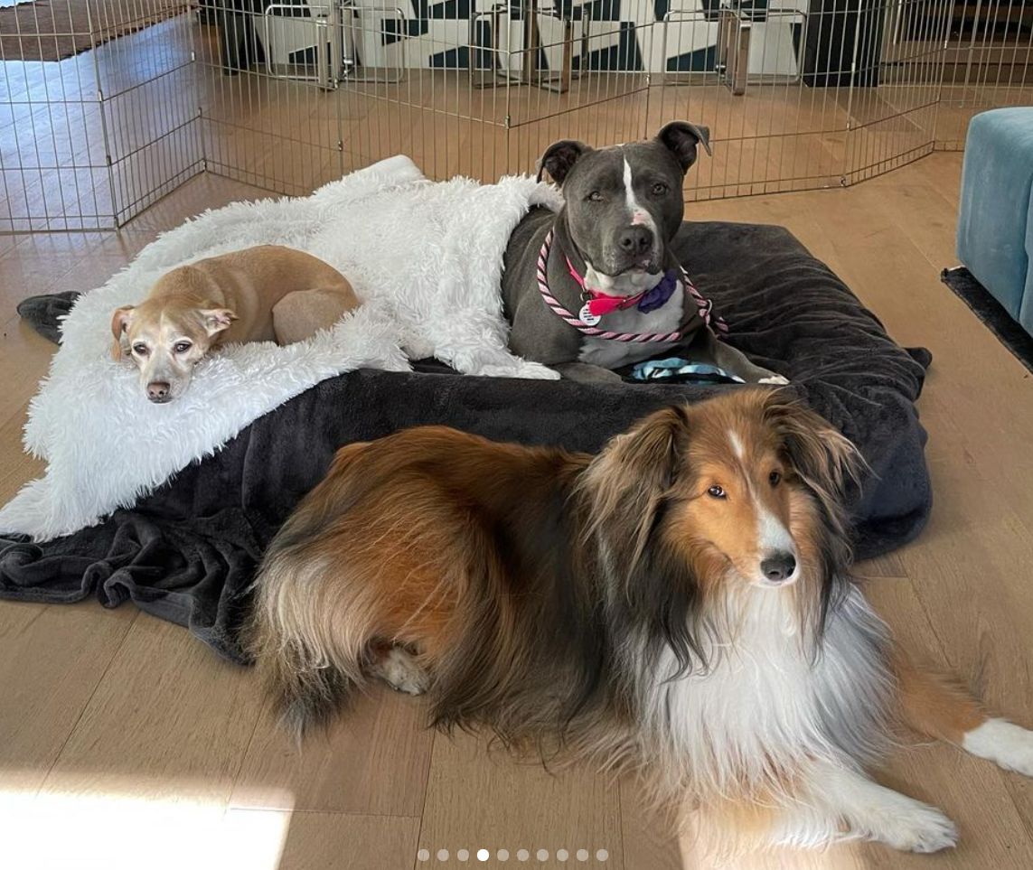 Miley's Dogs | Scrolller