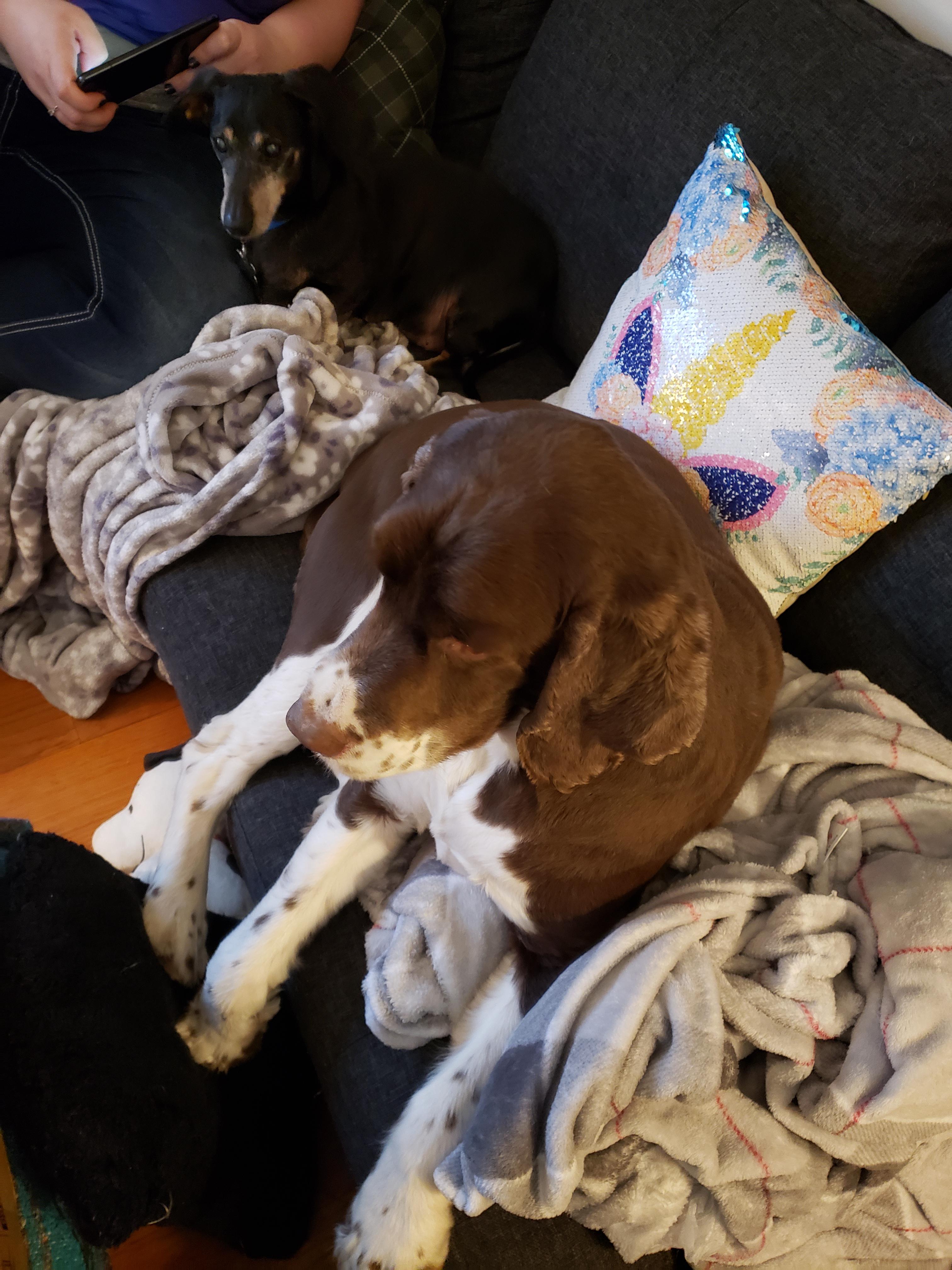 Milo and his big friend Hunter | Scrolller