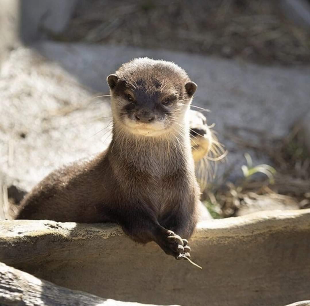 Mischievous otter | Scrolller