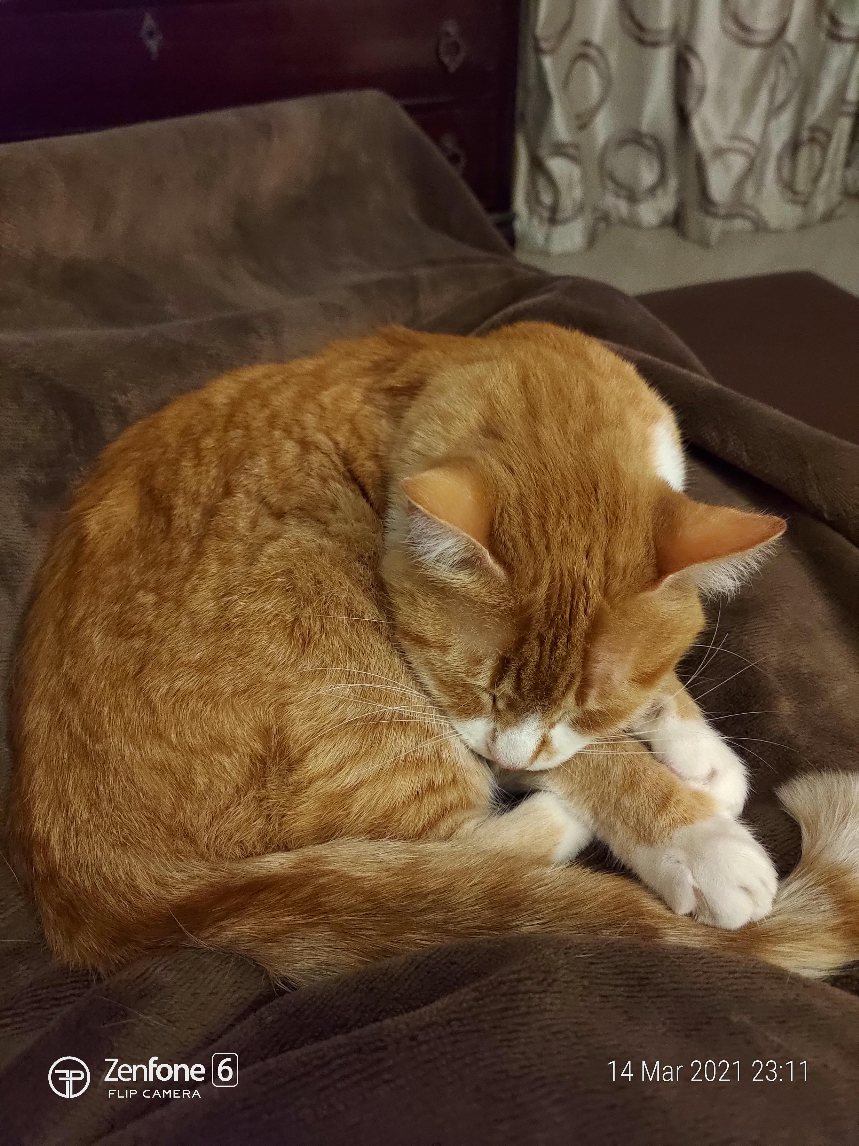 Mishka asleep on my lap | Scrolller