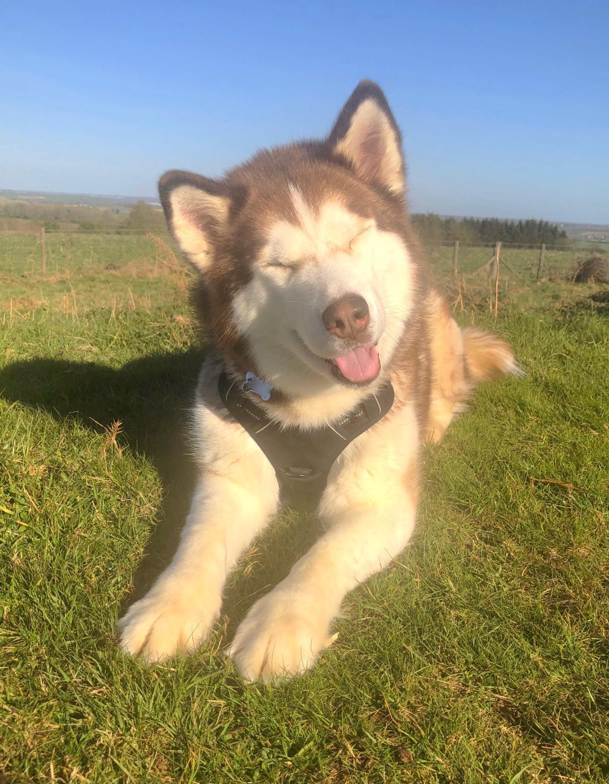 Mishka loving the sunshine. | Scrolller
