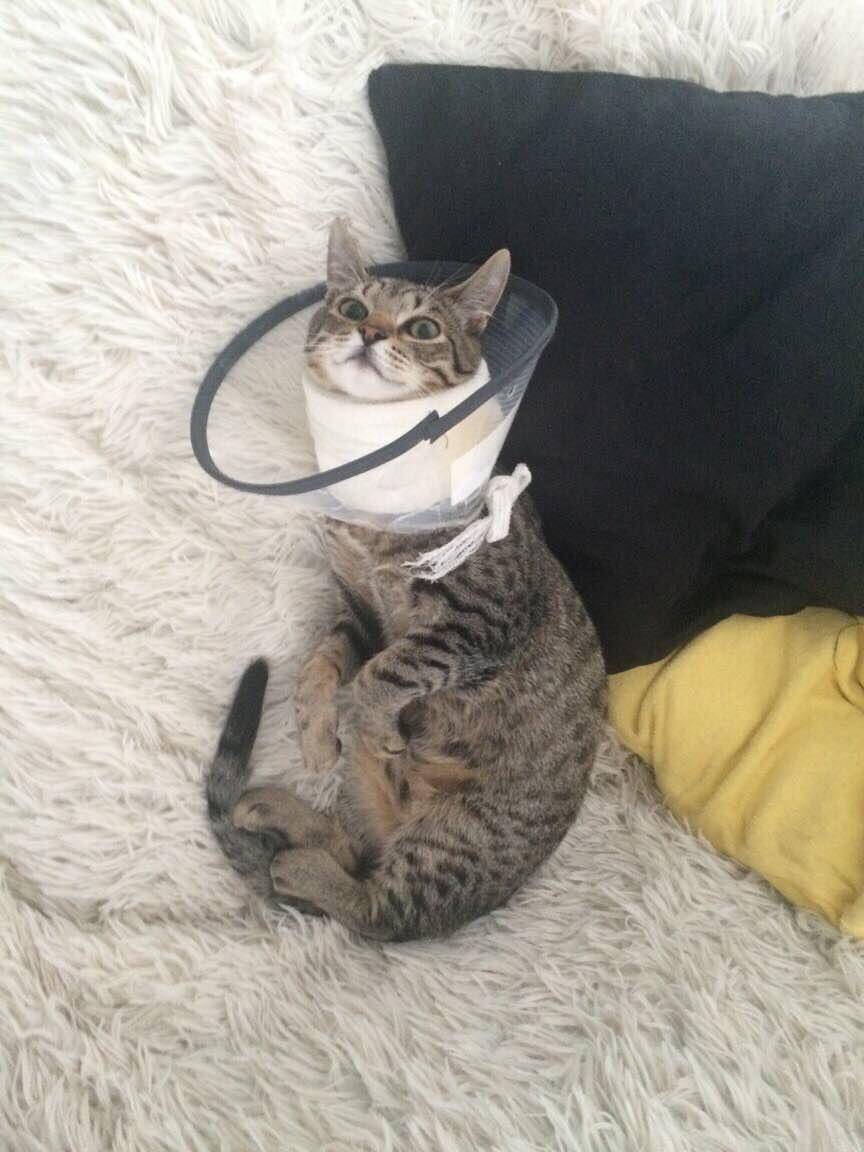 Missed jump from bed to desk, nearly broke his neck. All good now, except he’s still clumsy ...