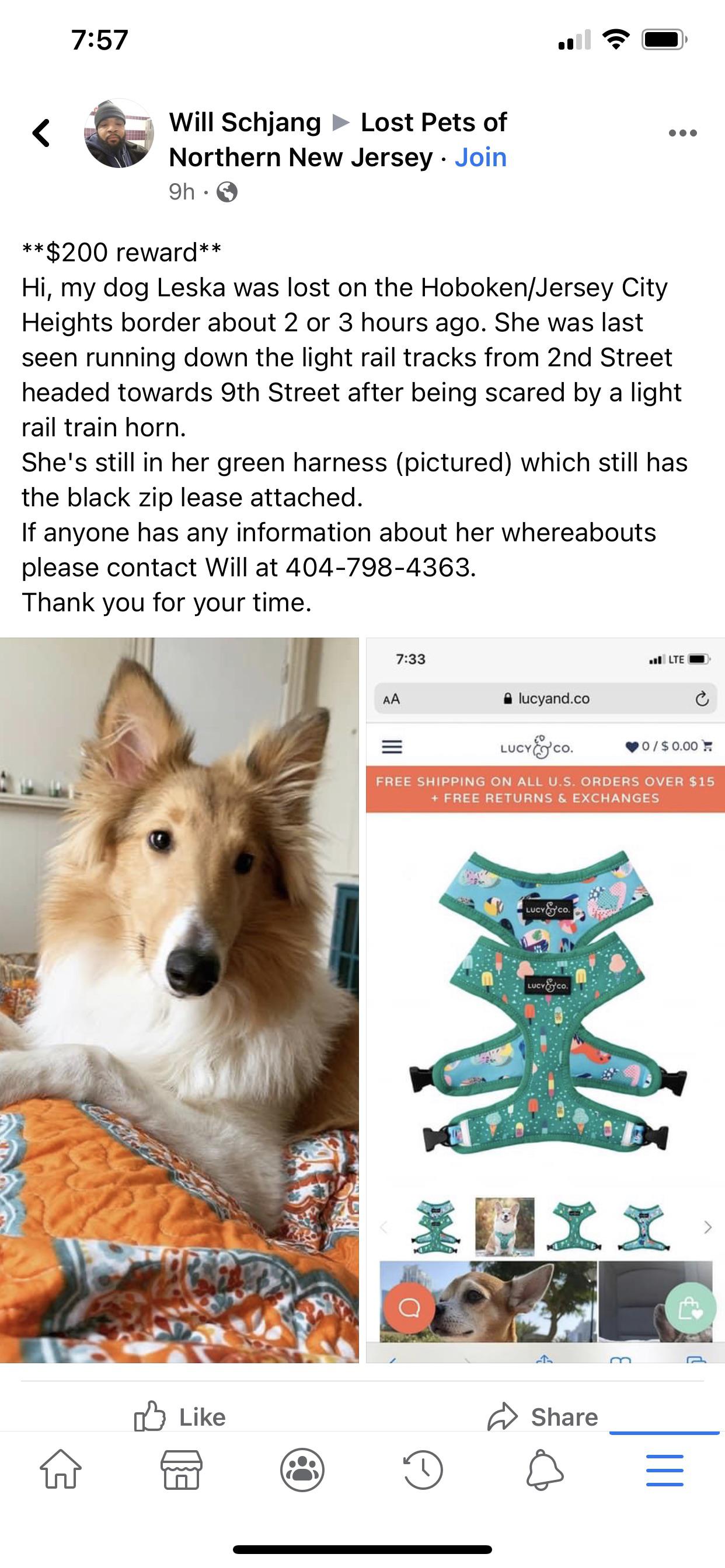 Missing dog | Scrolller