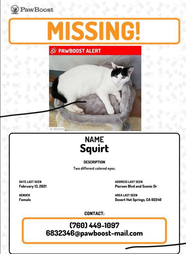 Missing Kitty | Scrolller