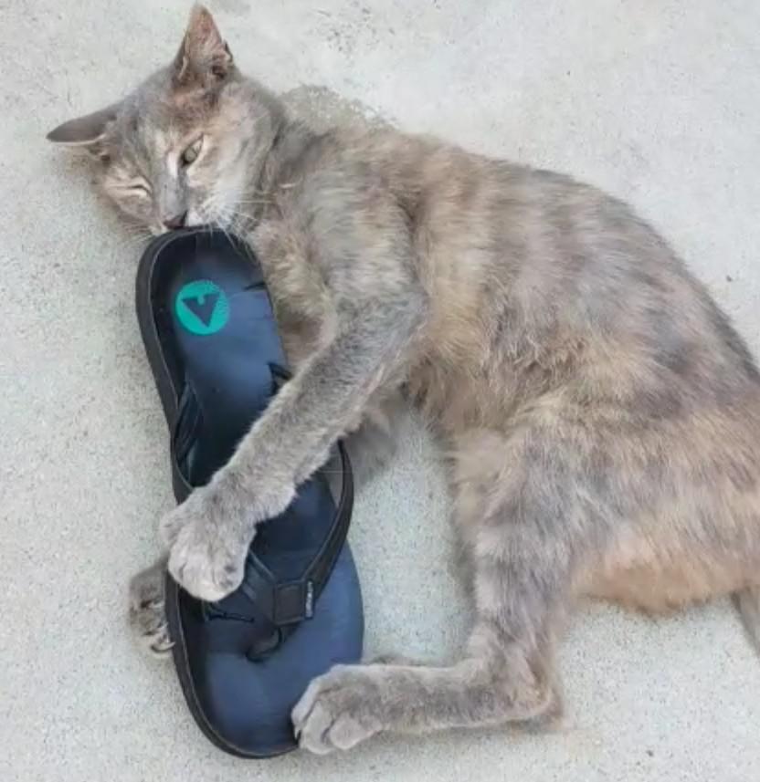 Missing Kitty-- please help! | Scrolller