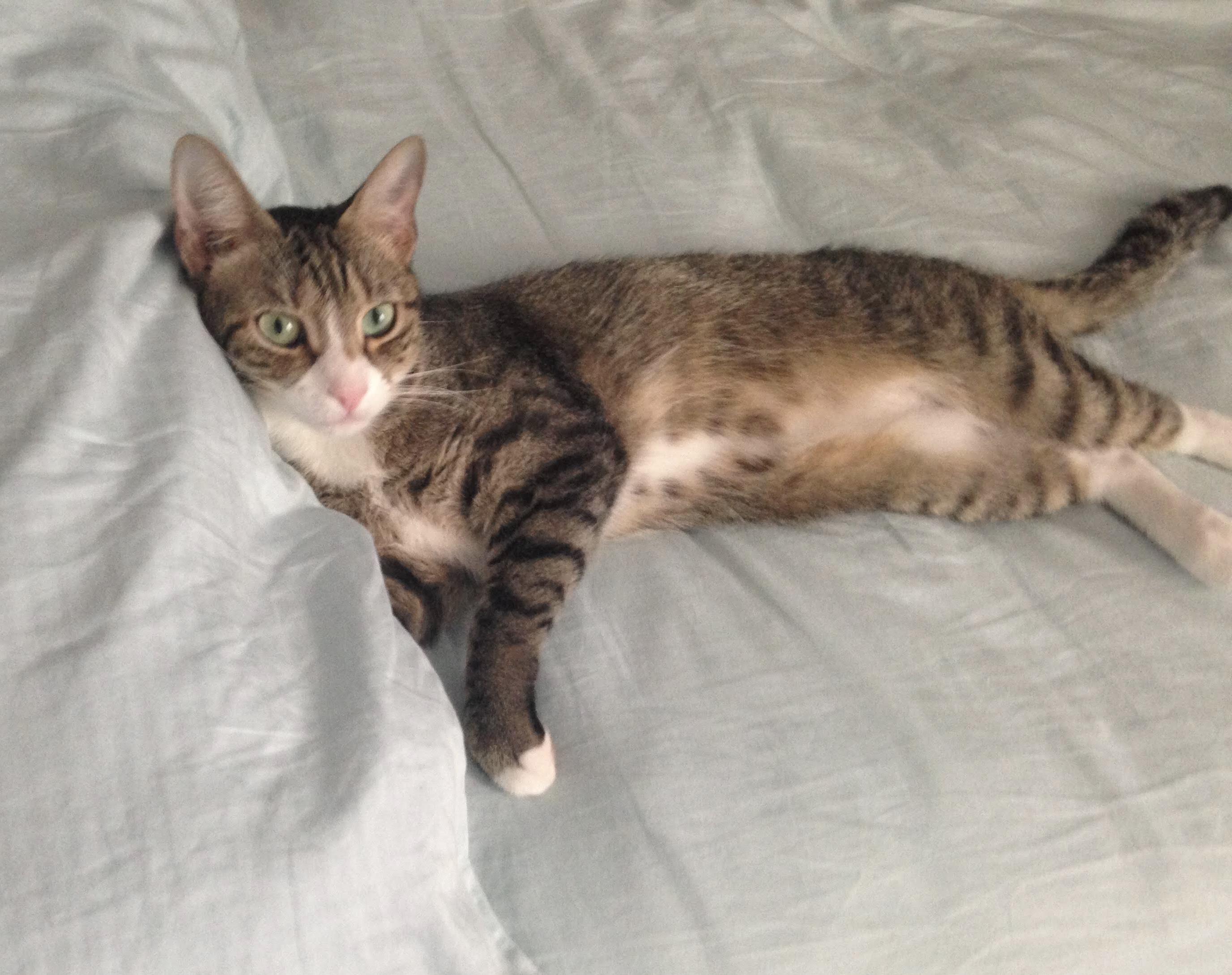 Missing Tabby with Green Eyes | Scrolller