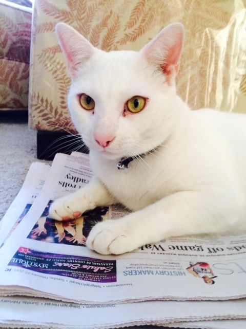 Missing white cat, please help | Scrolller