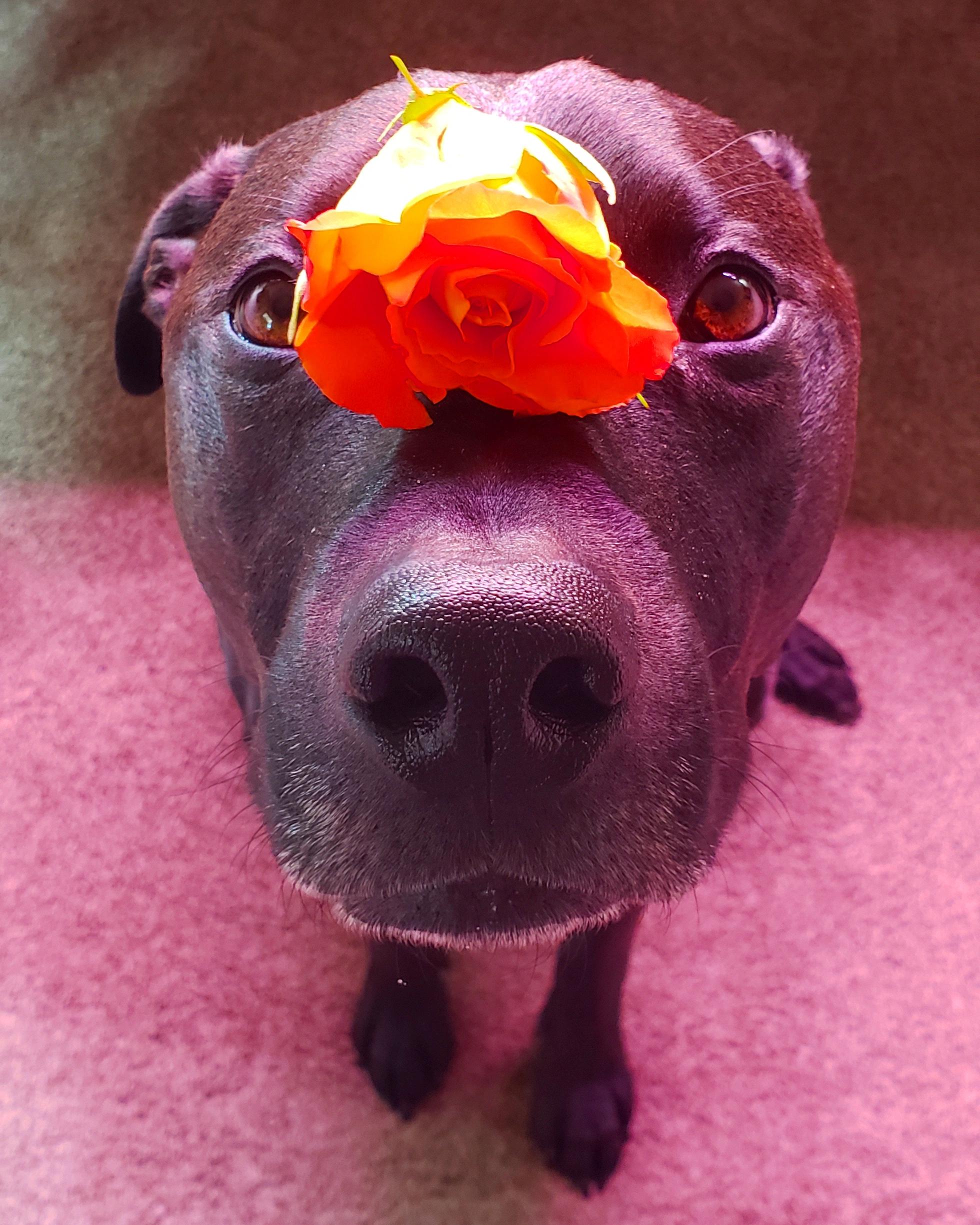 Mister Steal Your Girl | Scrolller