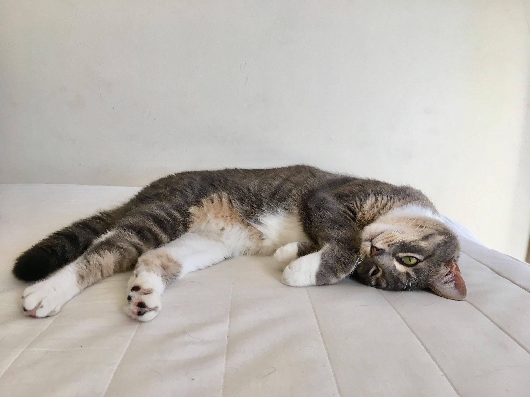 Mixing up the nap position | Scrolller