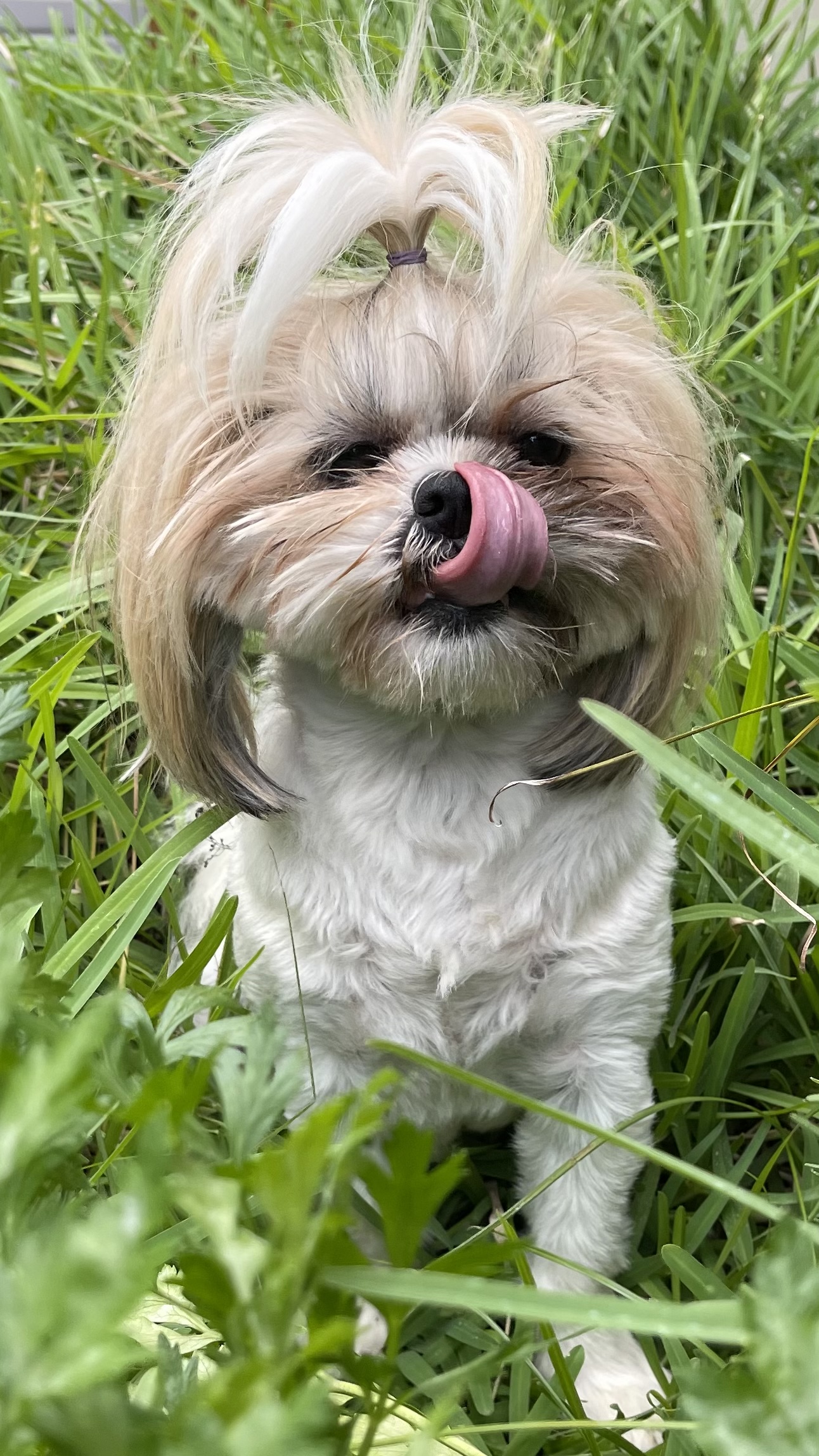 Mlem | Scrolller