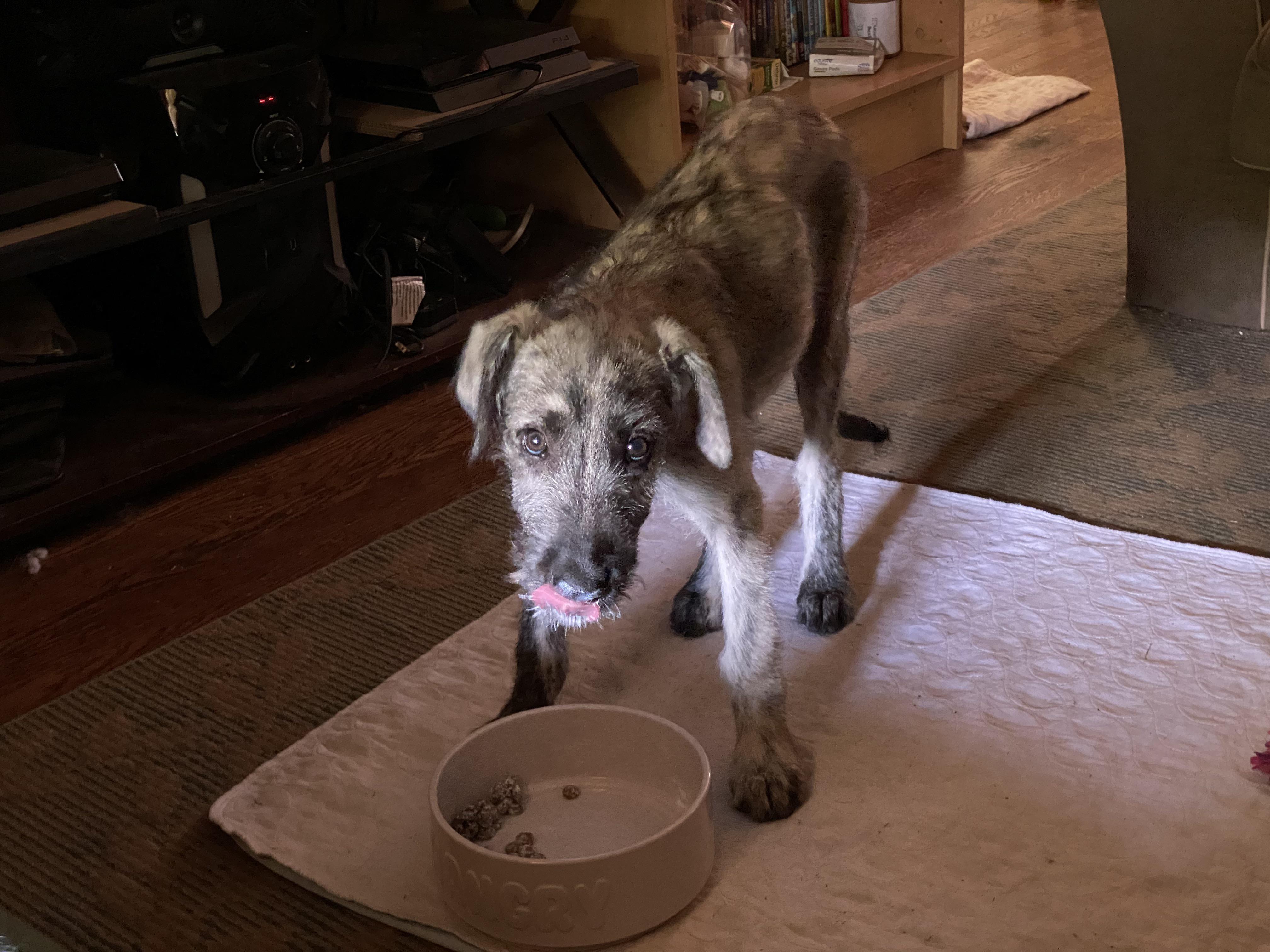 “Mlep” goes the yogurt-and-kibble-cronchin’ puppers! | Scrolller