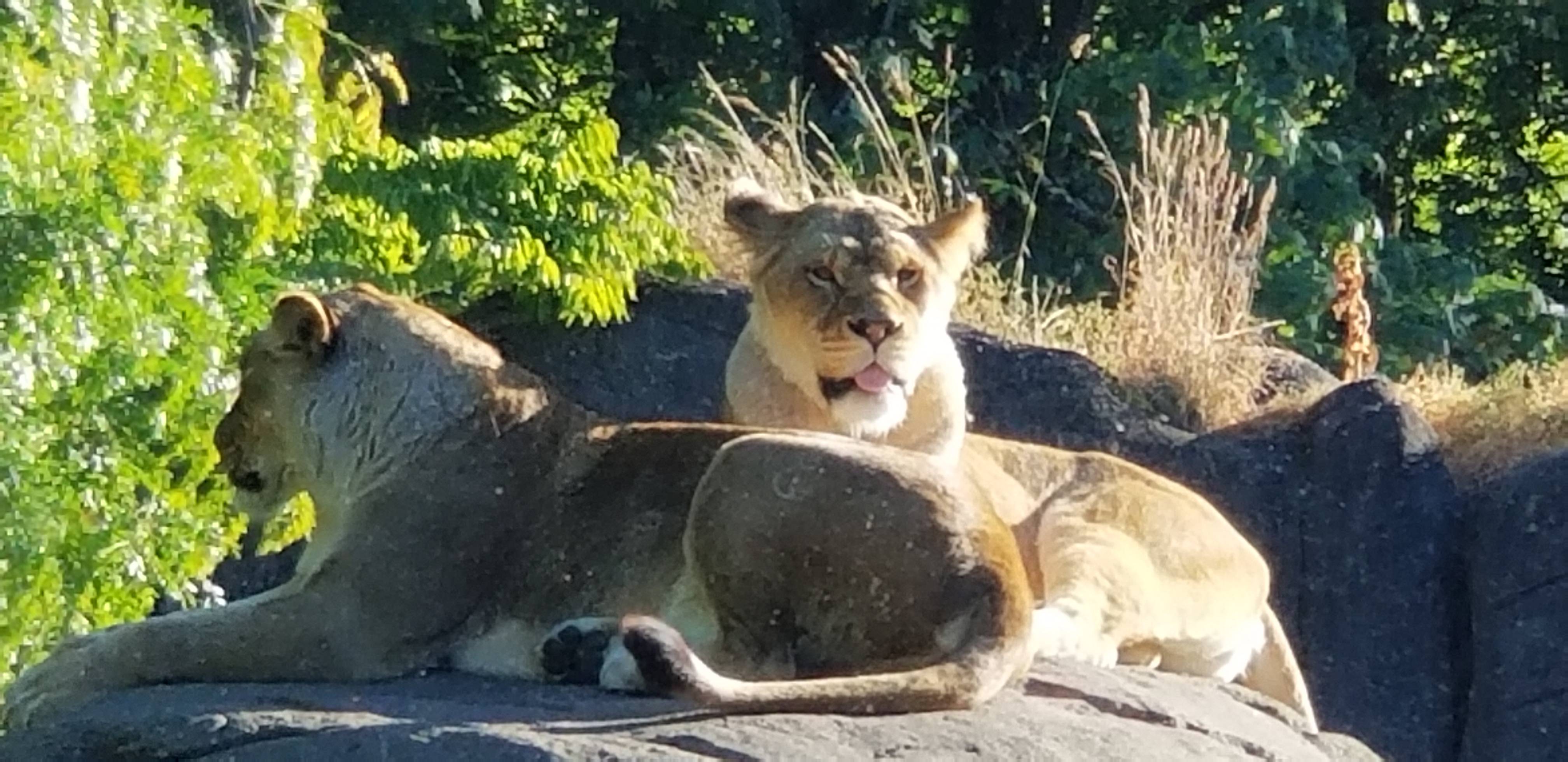 Mlep of the jungle | Scrolller